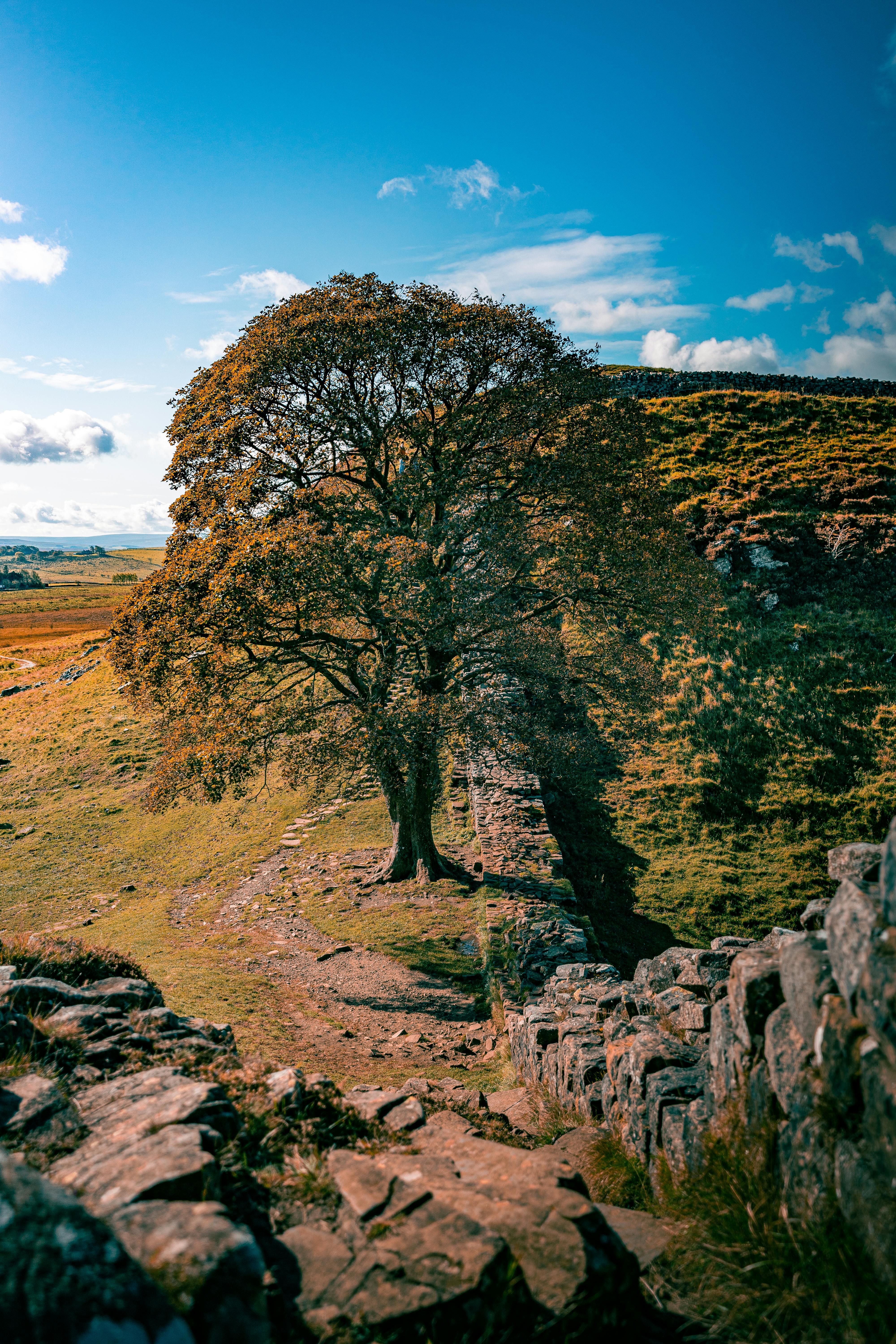Tree Growing on Hill by Stone Wall · Free Stock Photo