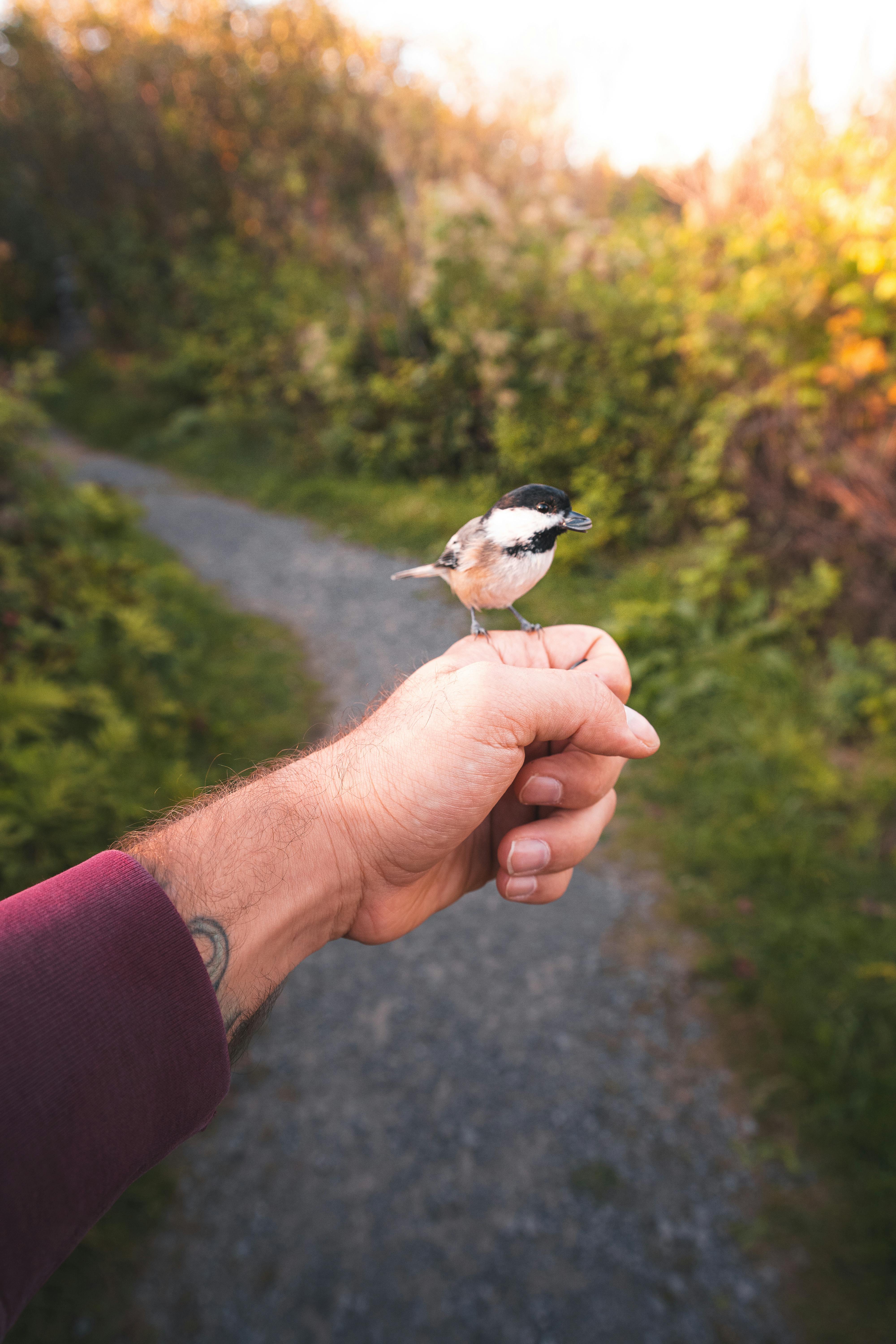 Chickadee Bird Sitting on Hand · Free Stock Photo