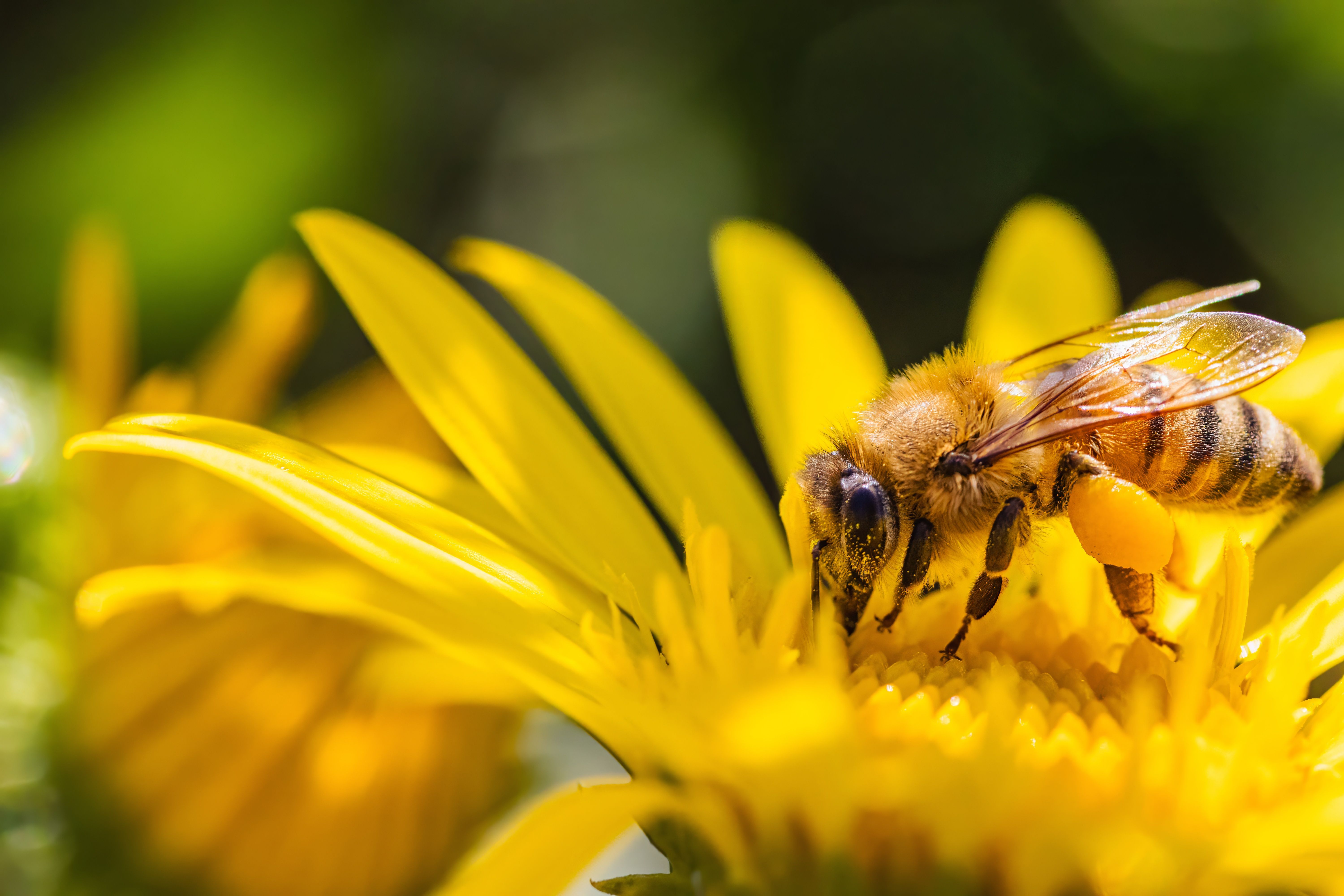 Flower Creepers Photos, Download The BEST Free Flower Creepers Stock ...