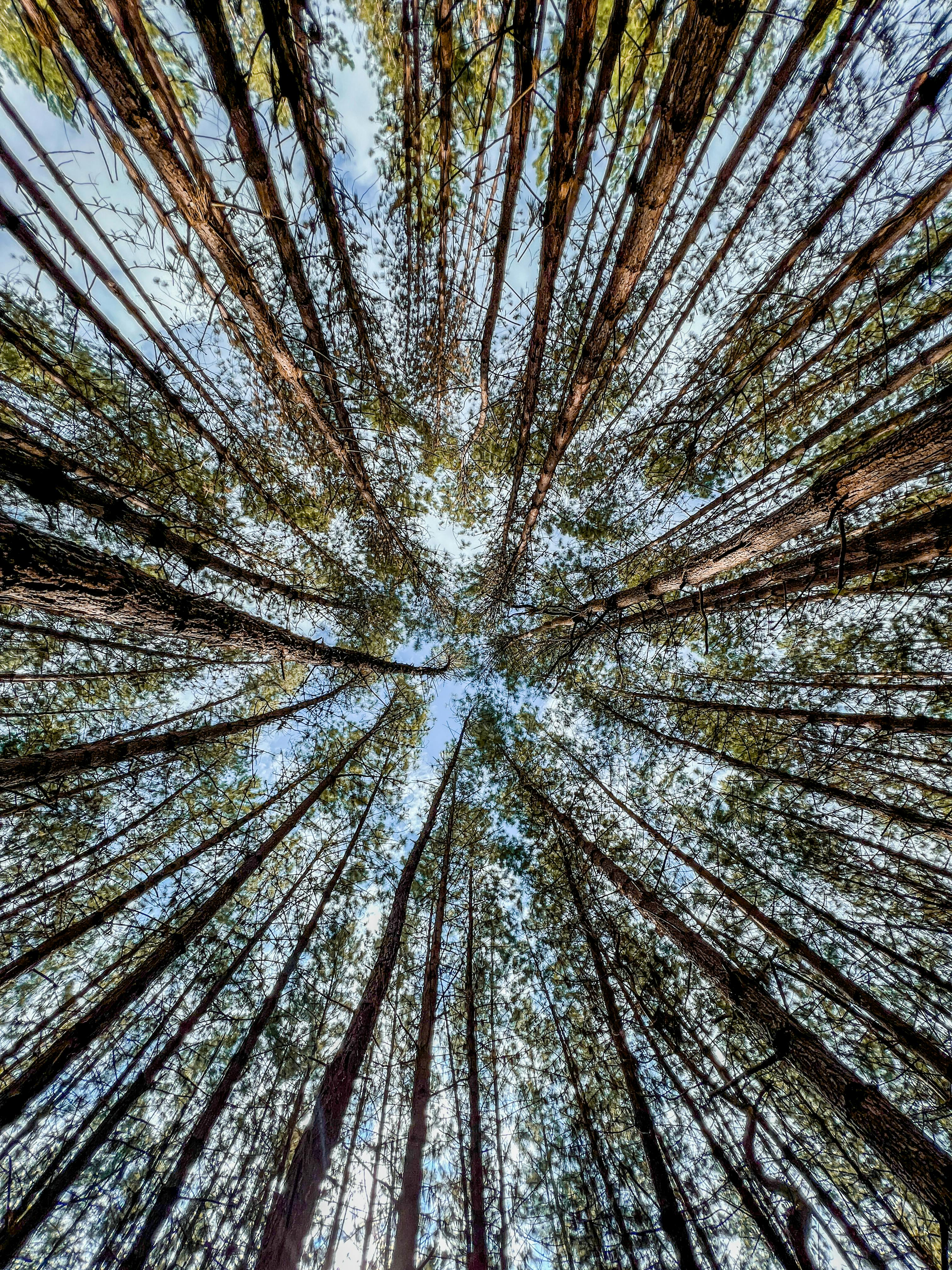 Sunburst Pattern Veneer Photos, Download The BEST Free Sunburst Pattern ...