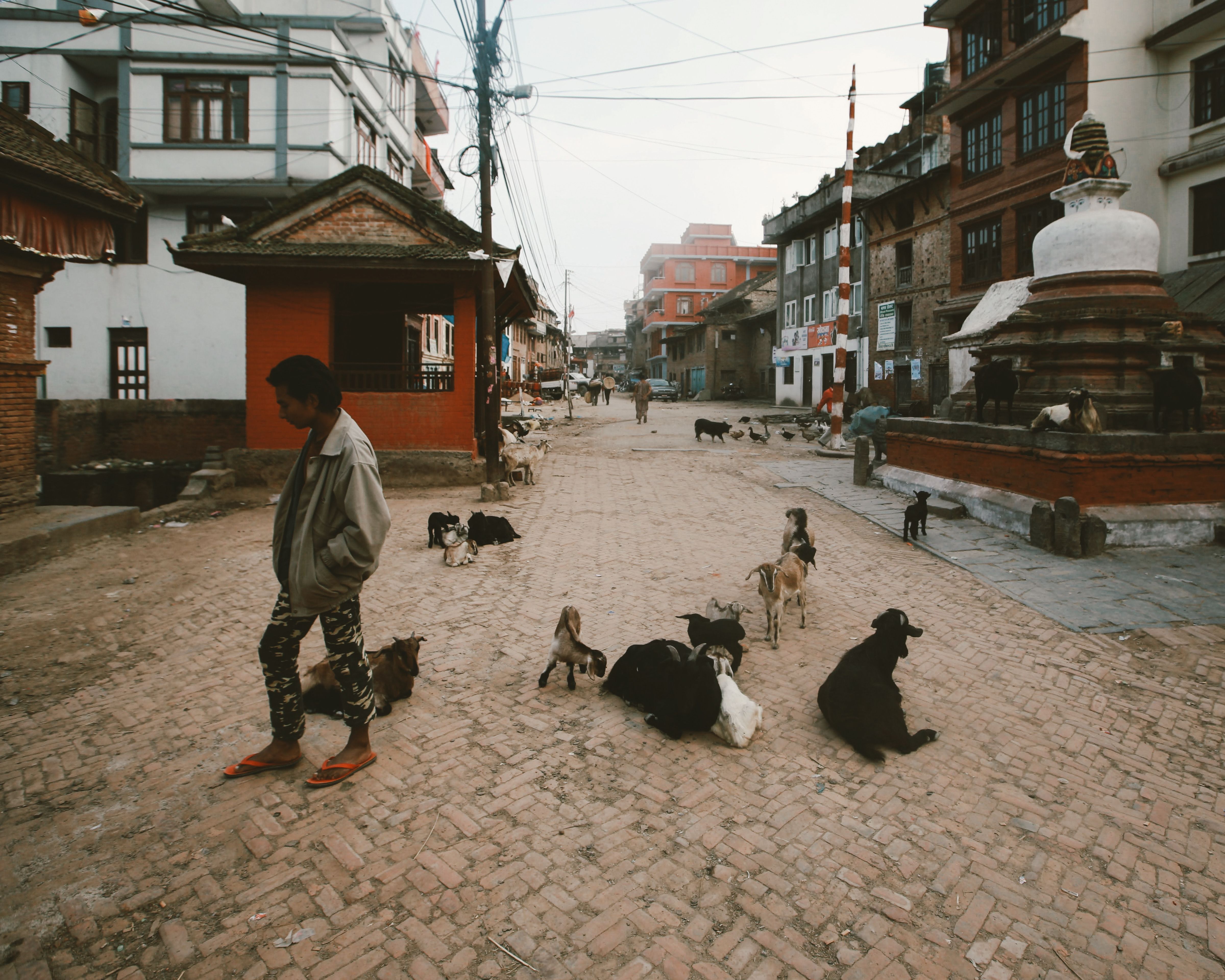 Man Standing Near Animals on Street · Free Stock Photo
