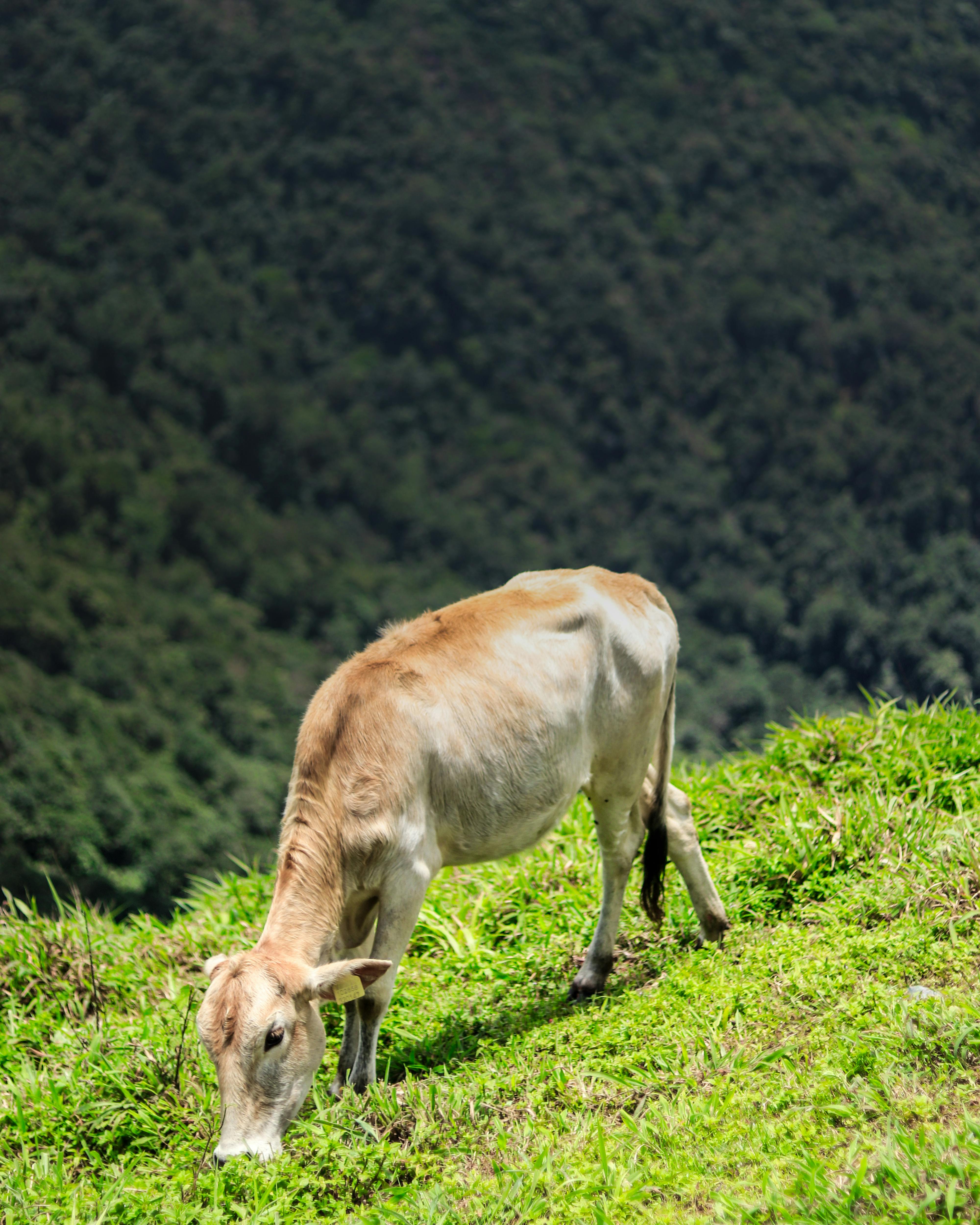 Vechur Cow Grazing on Pasture on Hill Side · Free Stock Photo