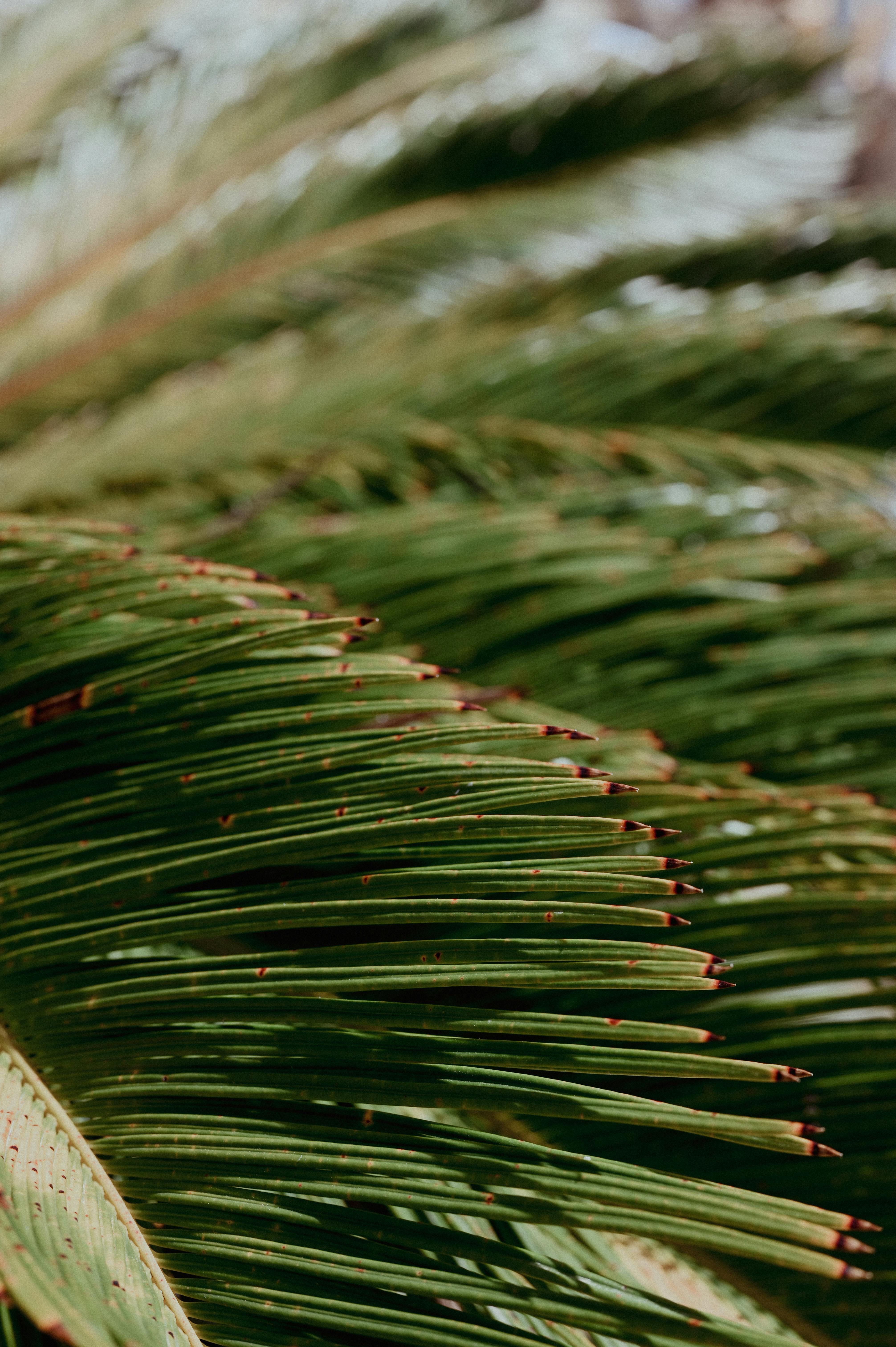 Close-up of Green Leaves of Cycas · Free Stock Photo