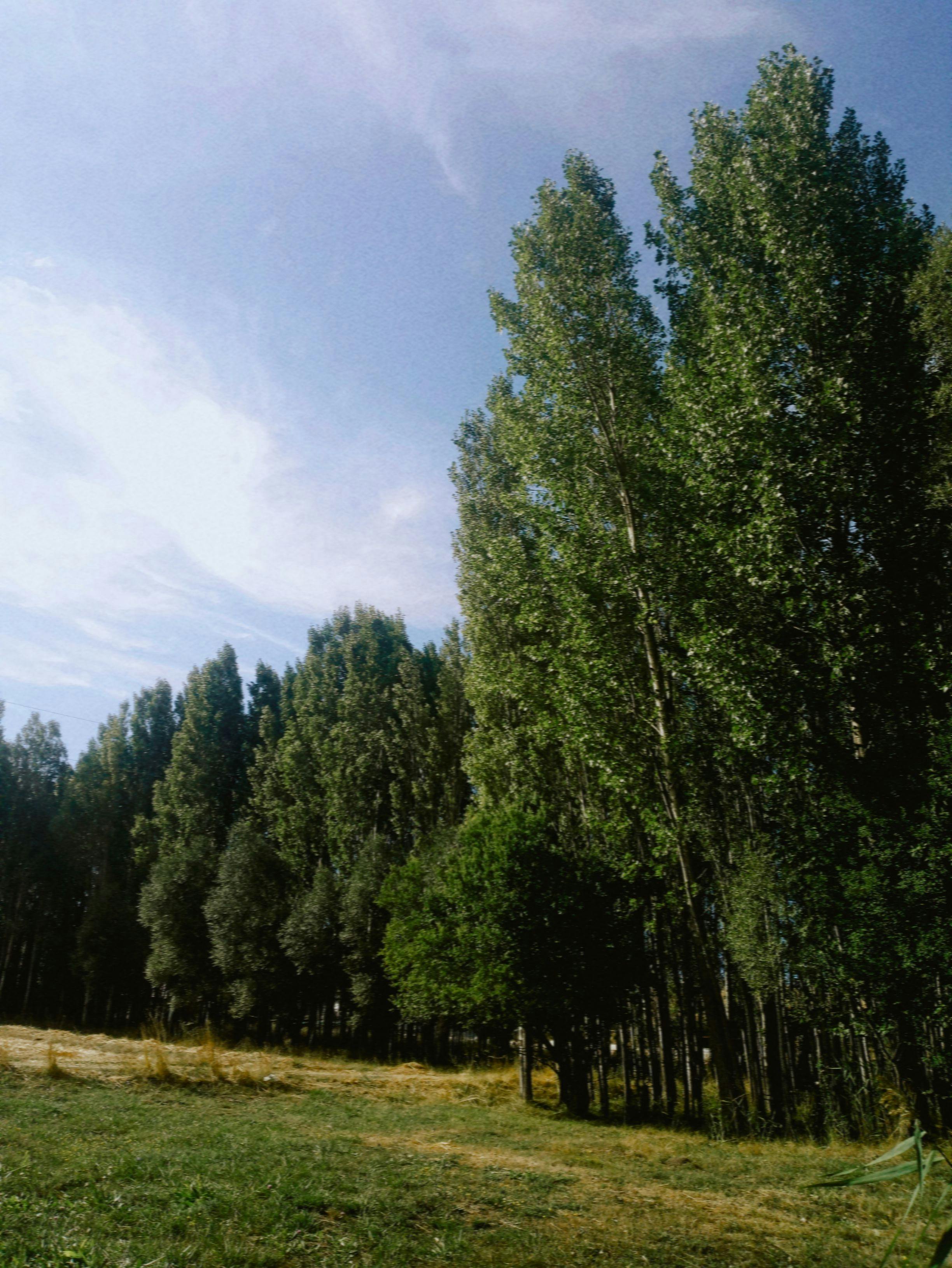 Forest Edge Bordering Grass Field · Free Stock Photo