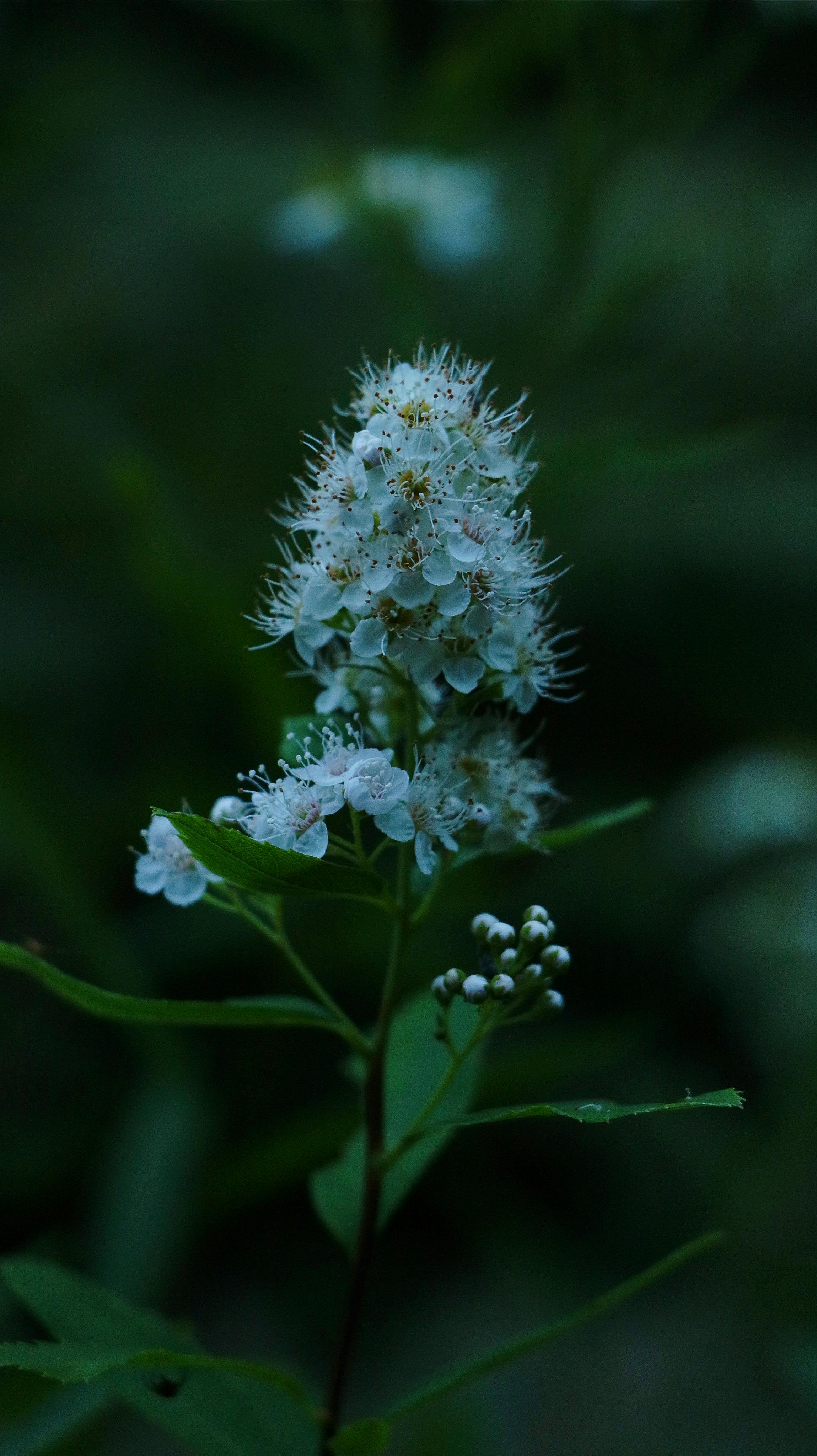 Blue Spirea Flowers in Bloom · Free Stock Photo