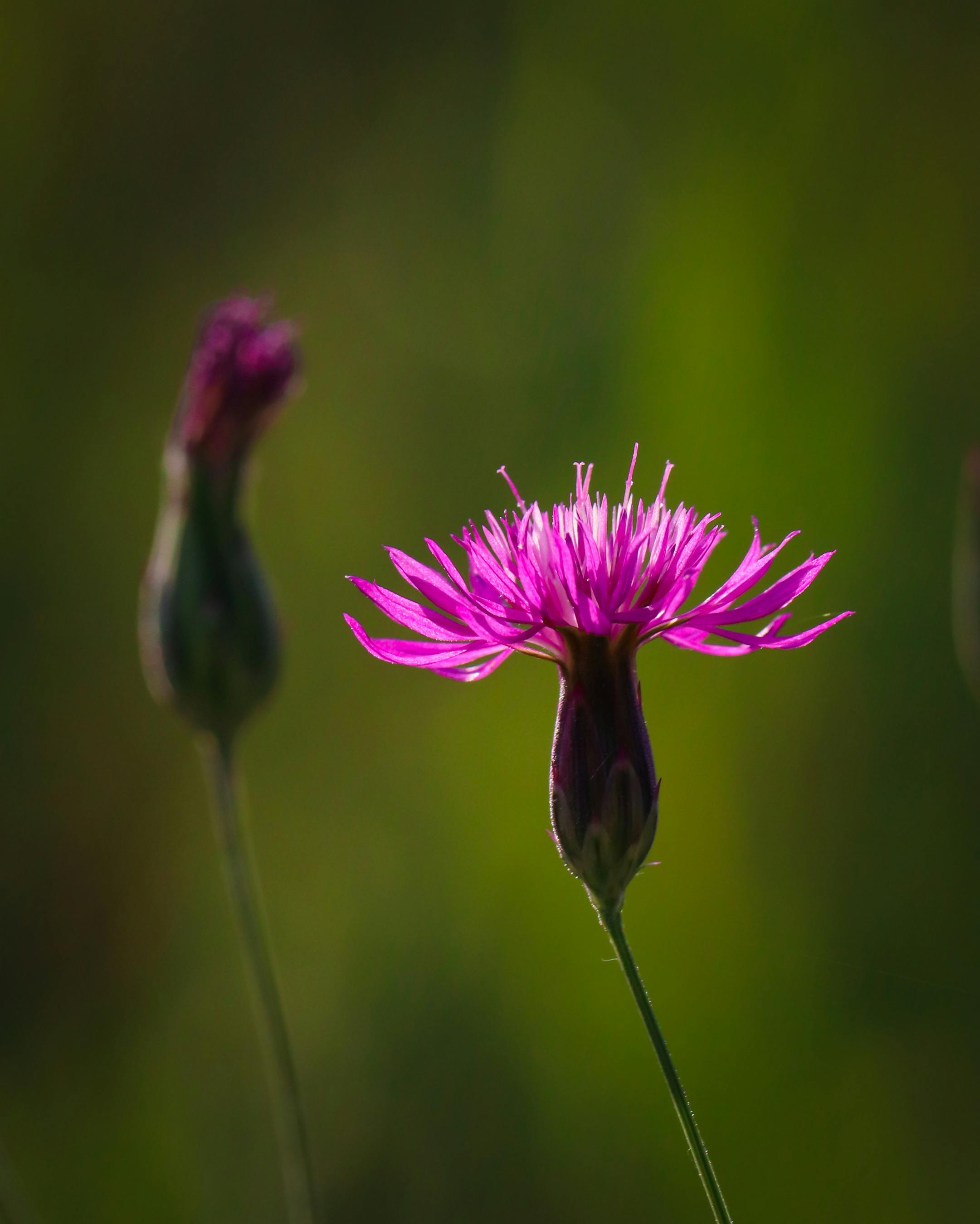 Depth of Field Photography of Purple Flowers · Free Stock Photo
