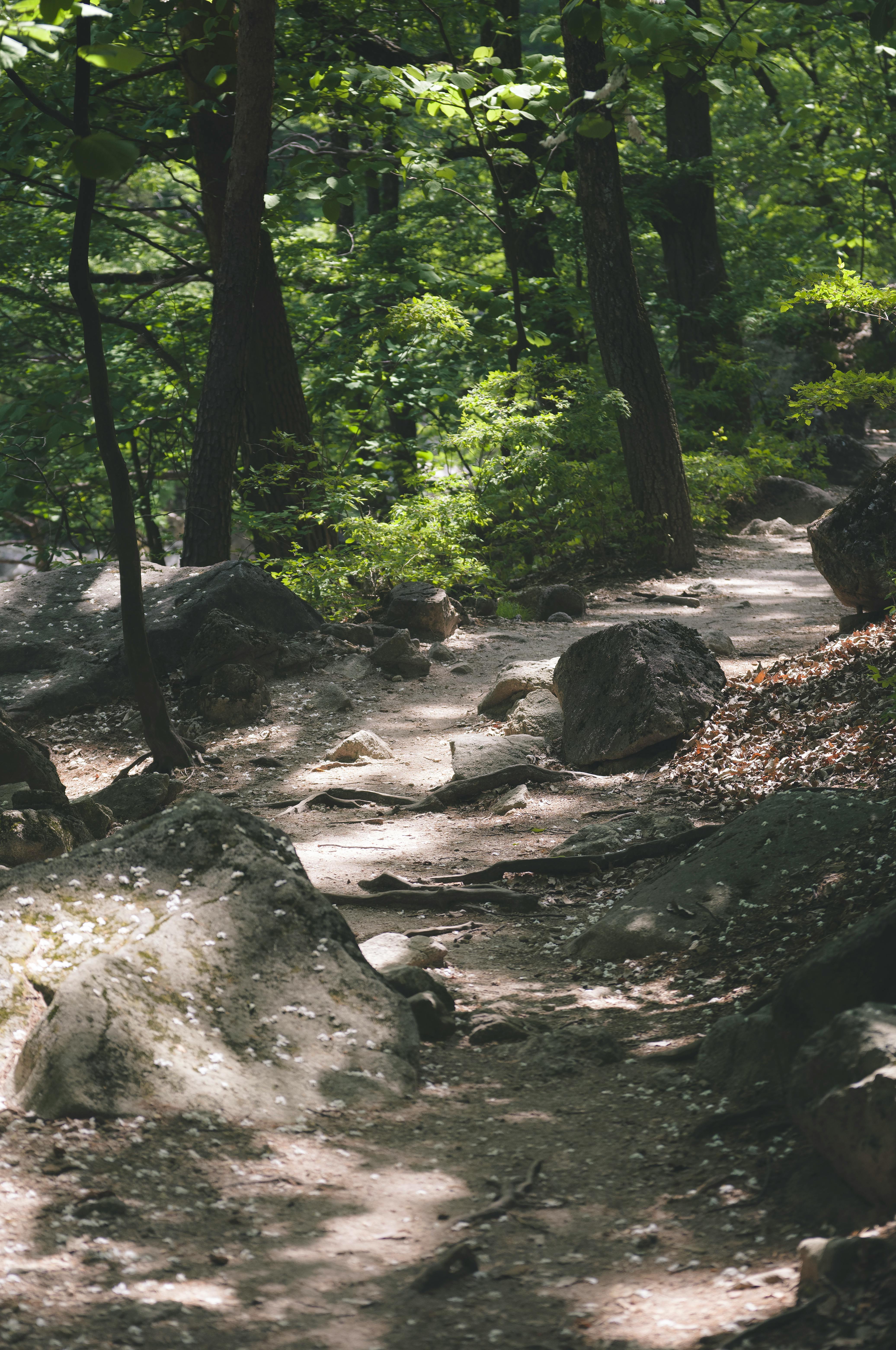 Footpath through Forest · Free Stock Photo