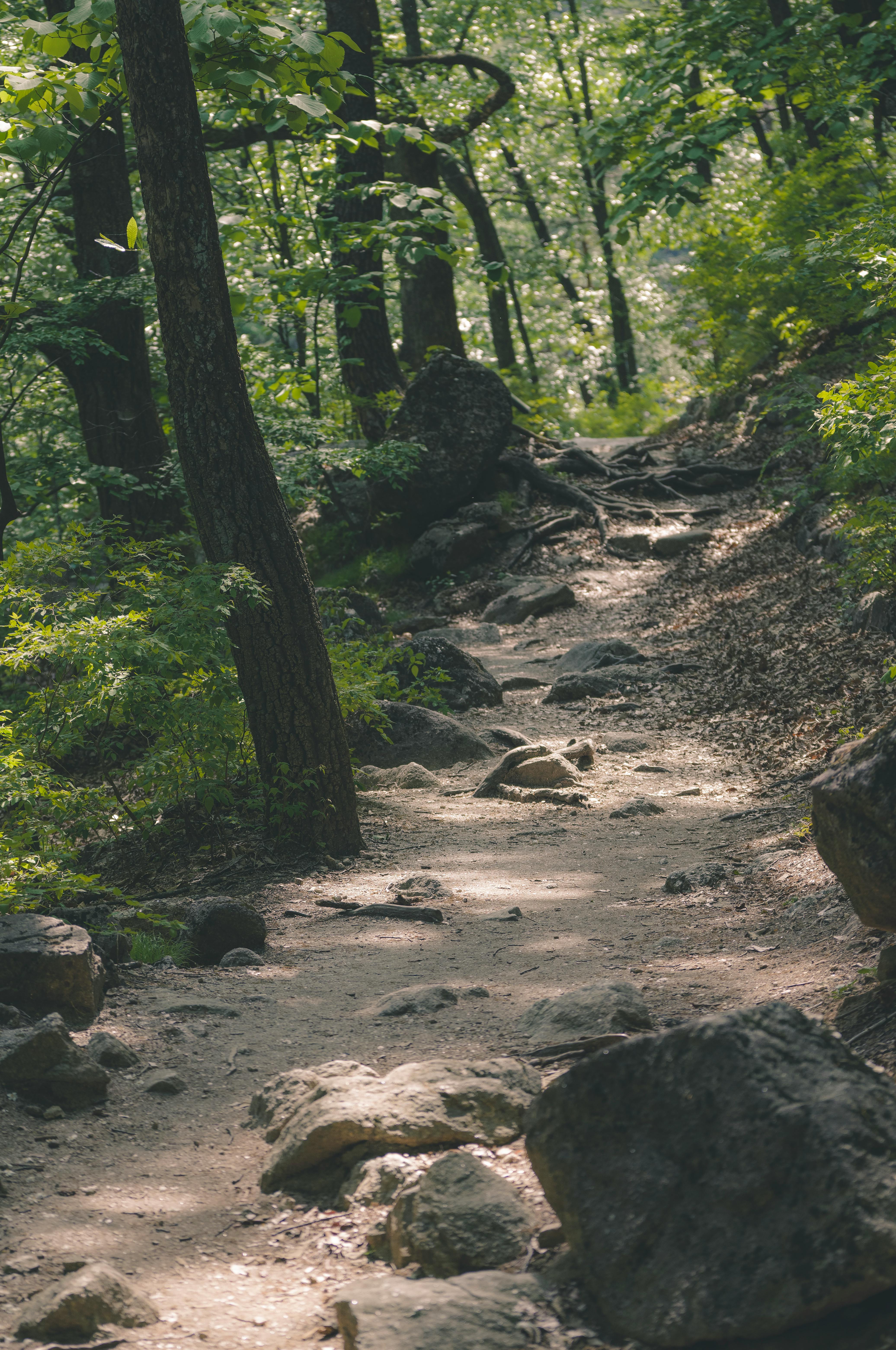 Footpath through Forest · Free Stock Photo
