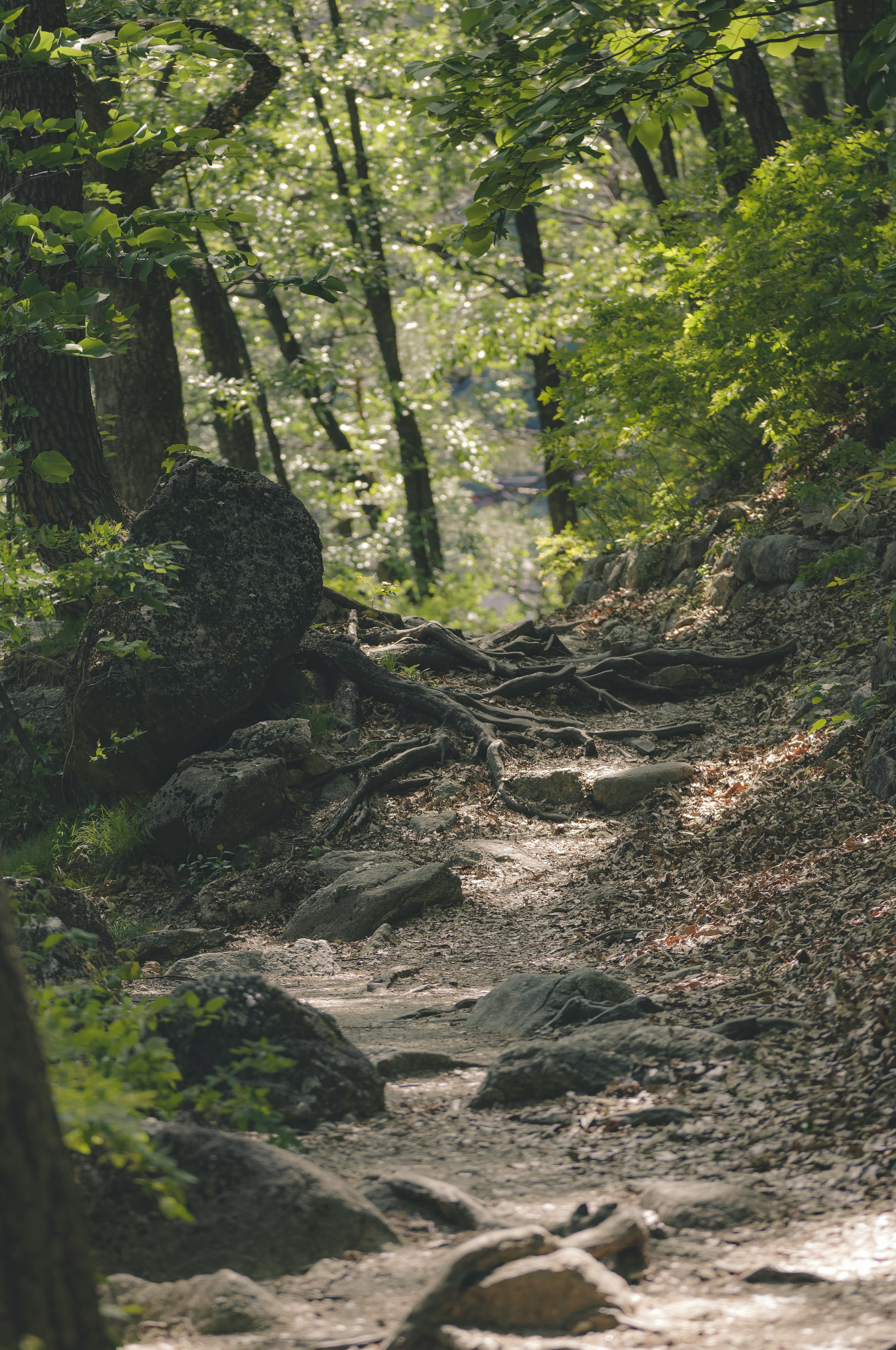 Footpath through Forest · Free Stock Photo