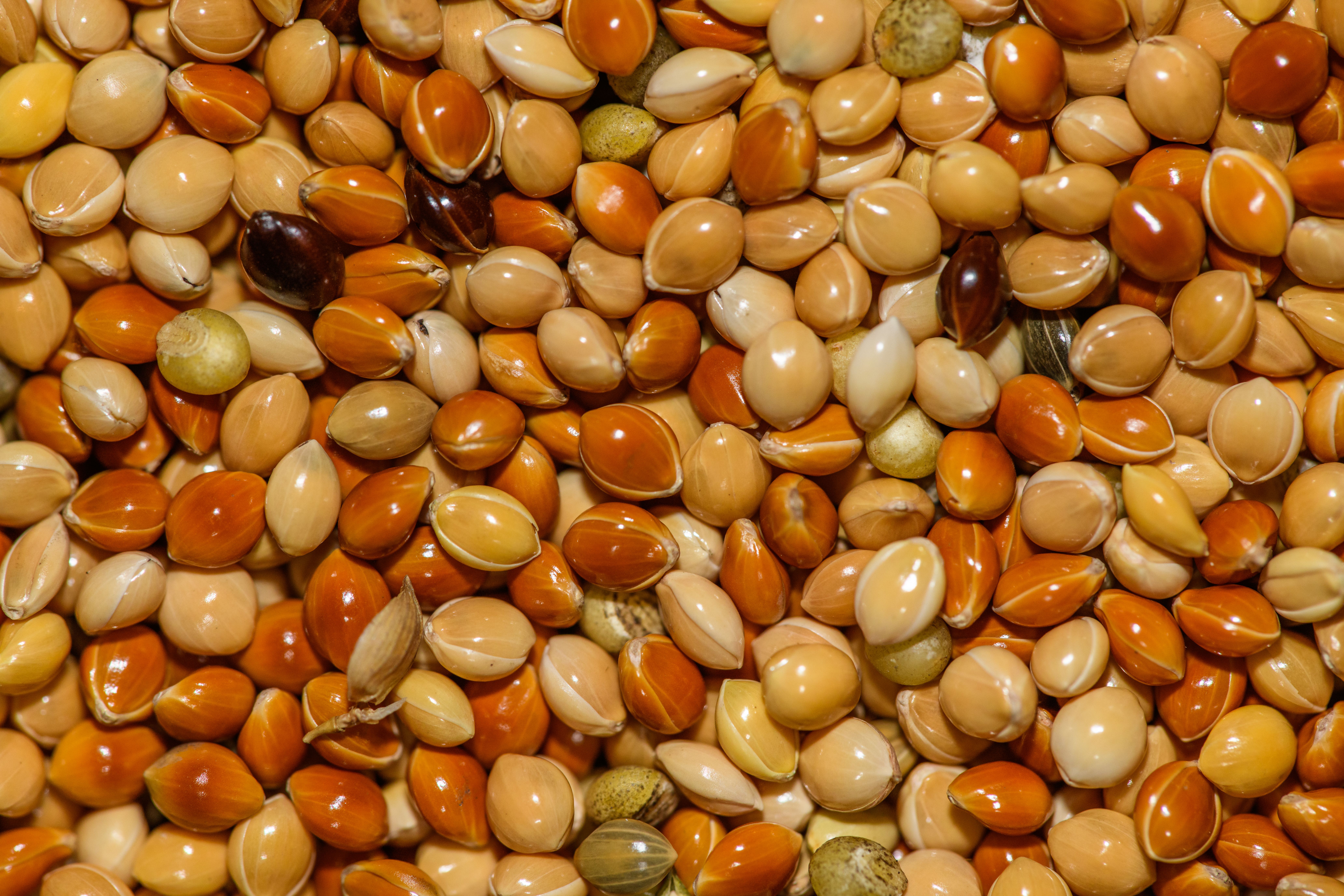 Close up of Colorful Beans · Free Stock Photo
