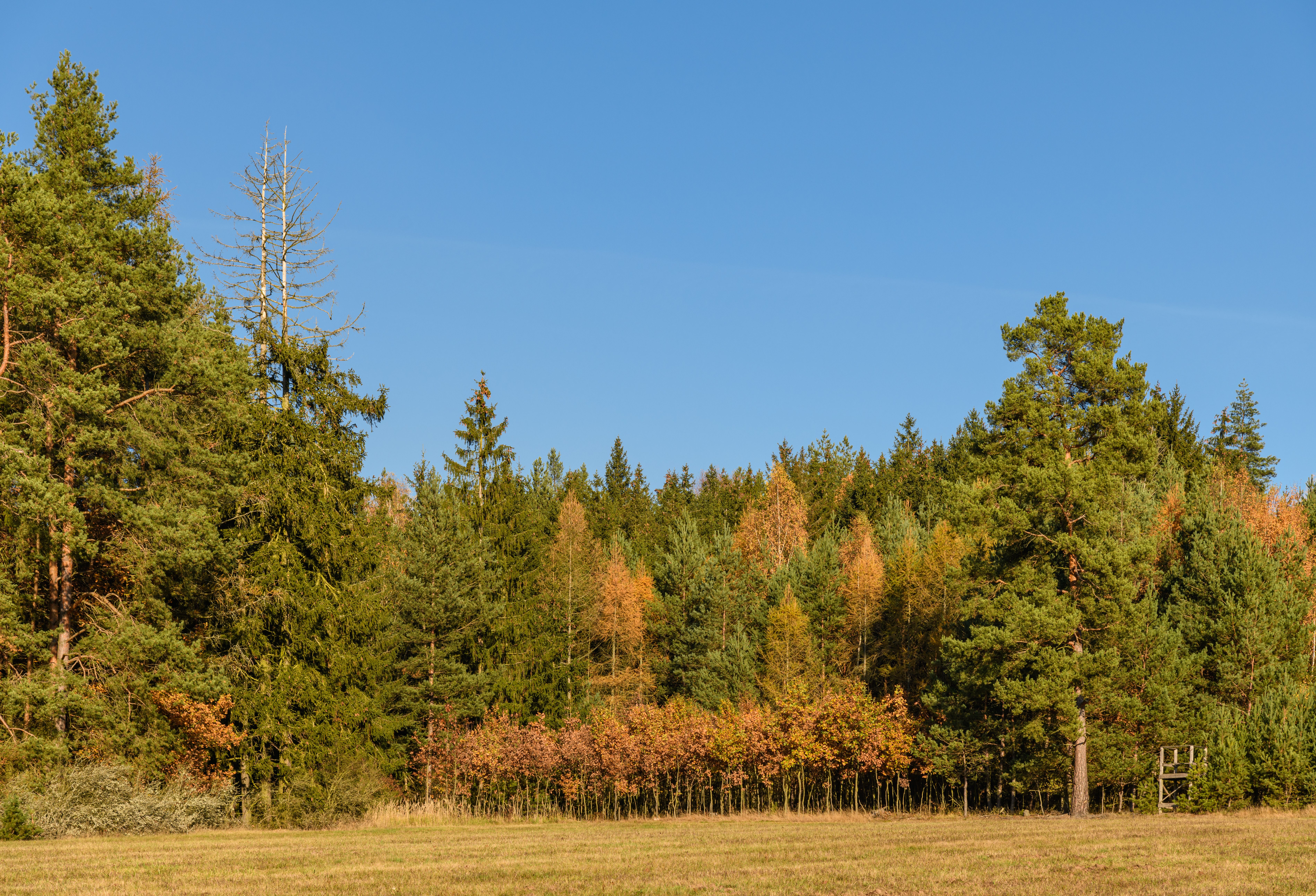 Colorful Trees in Forest · Free Stock Photo
