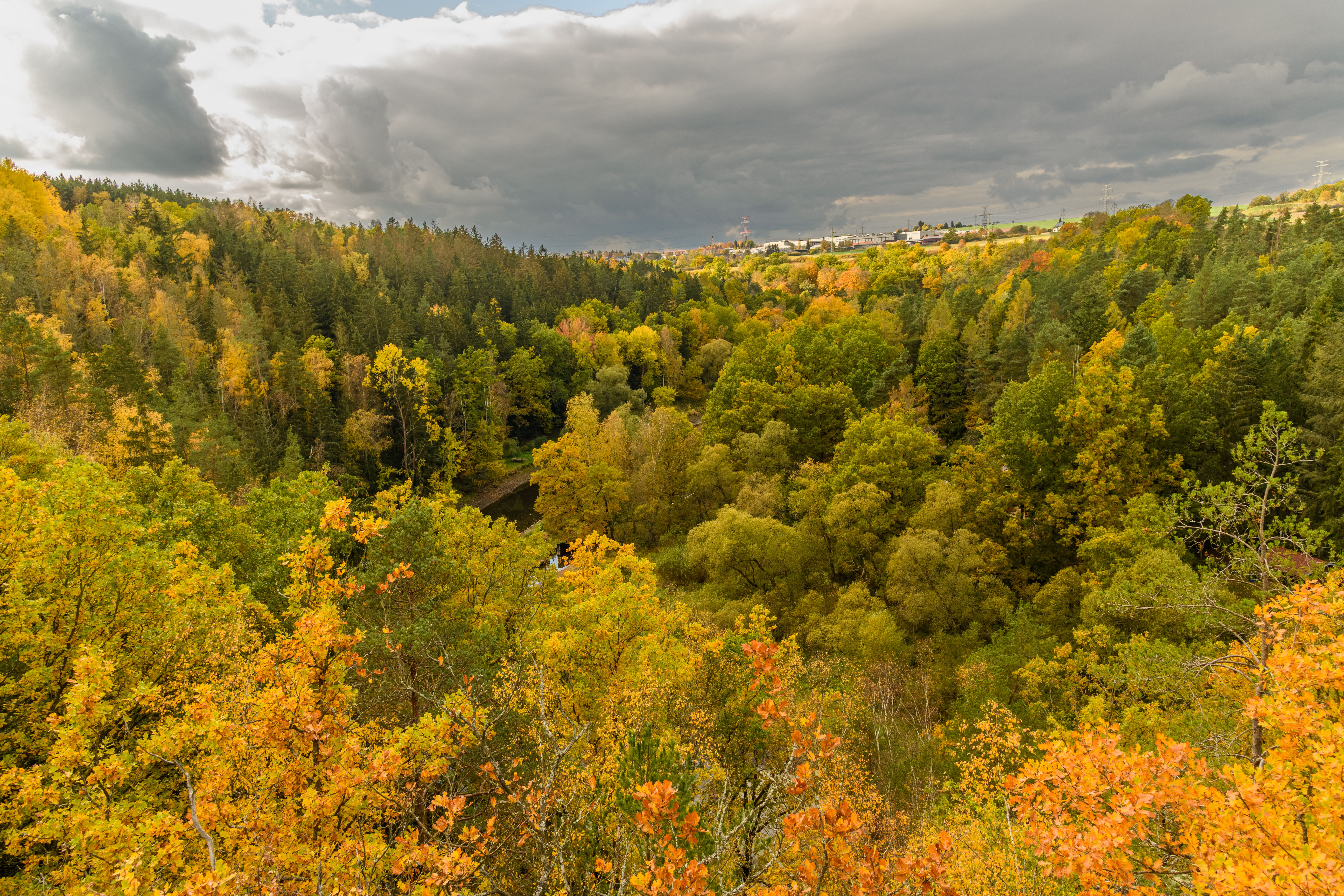 Deep Forest in Autumn · Free Stock Photo