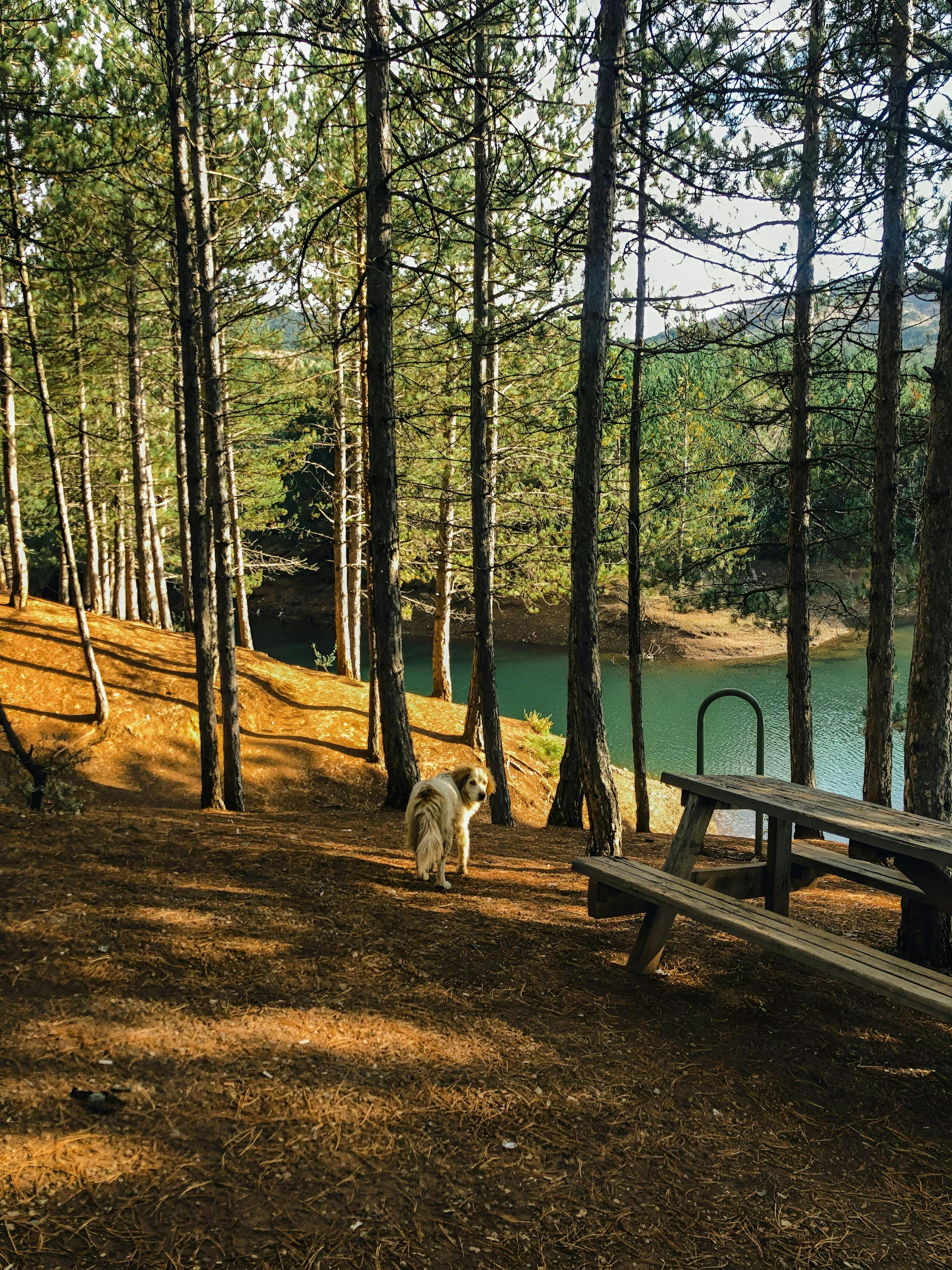 Backside Of Dog Photos, Download The BEST Free Backside Of Dog Stock ...