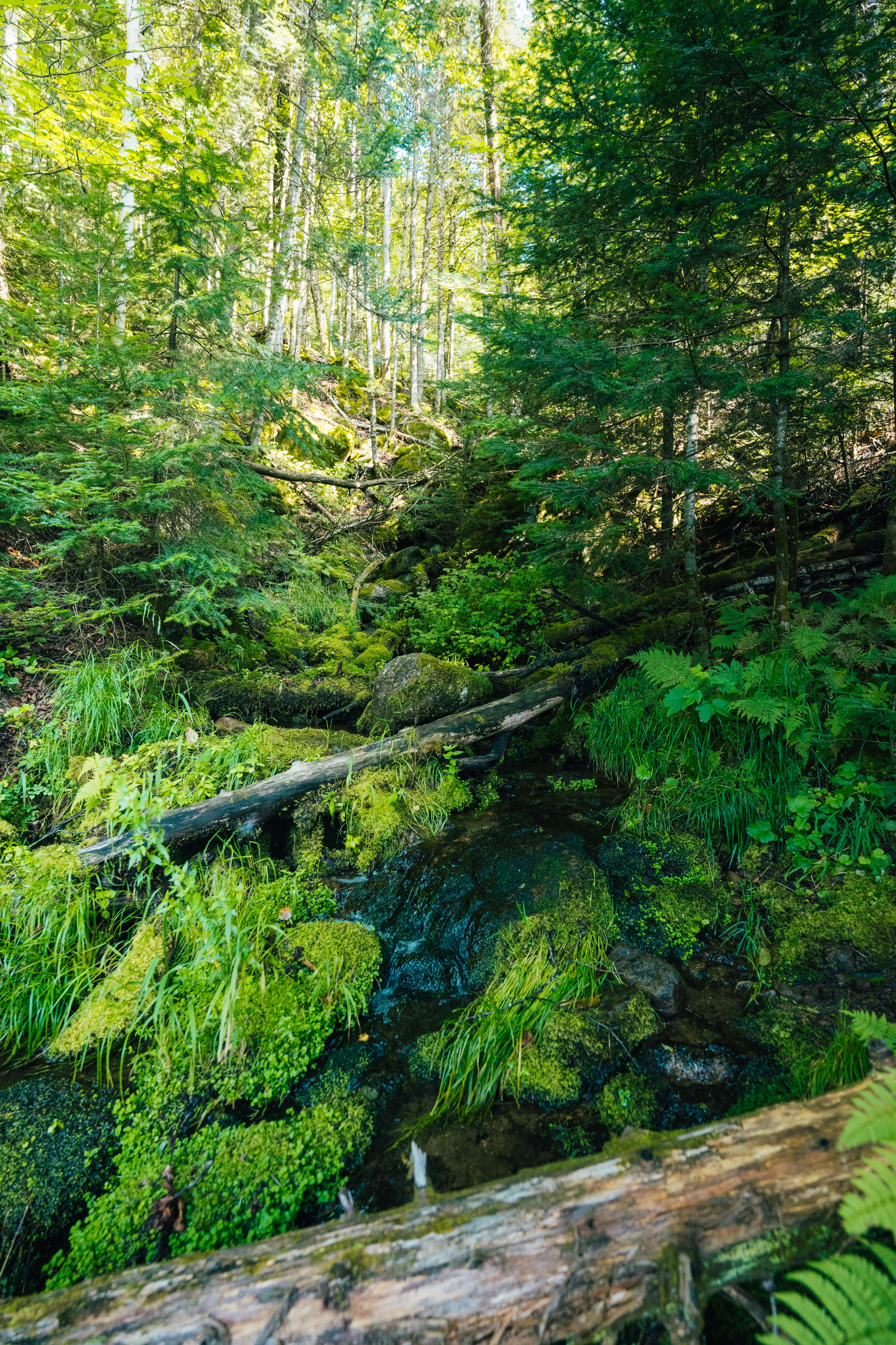 A Woman Sitting on the Tree Log · Free Stock Photo