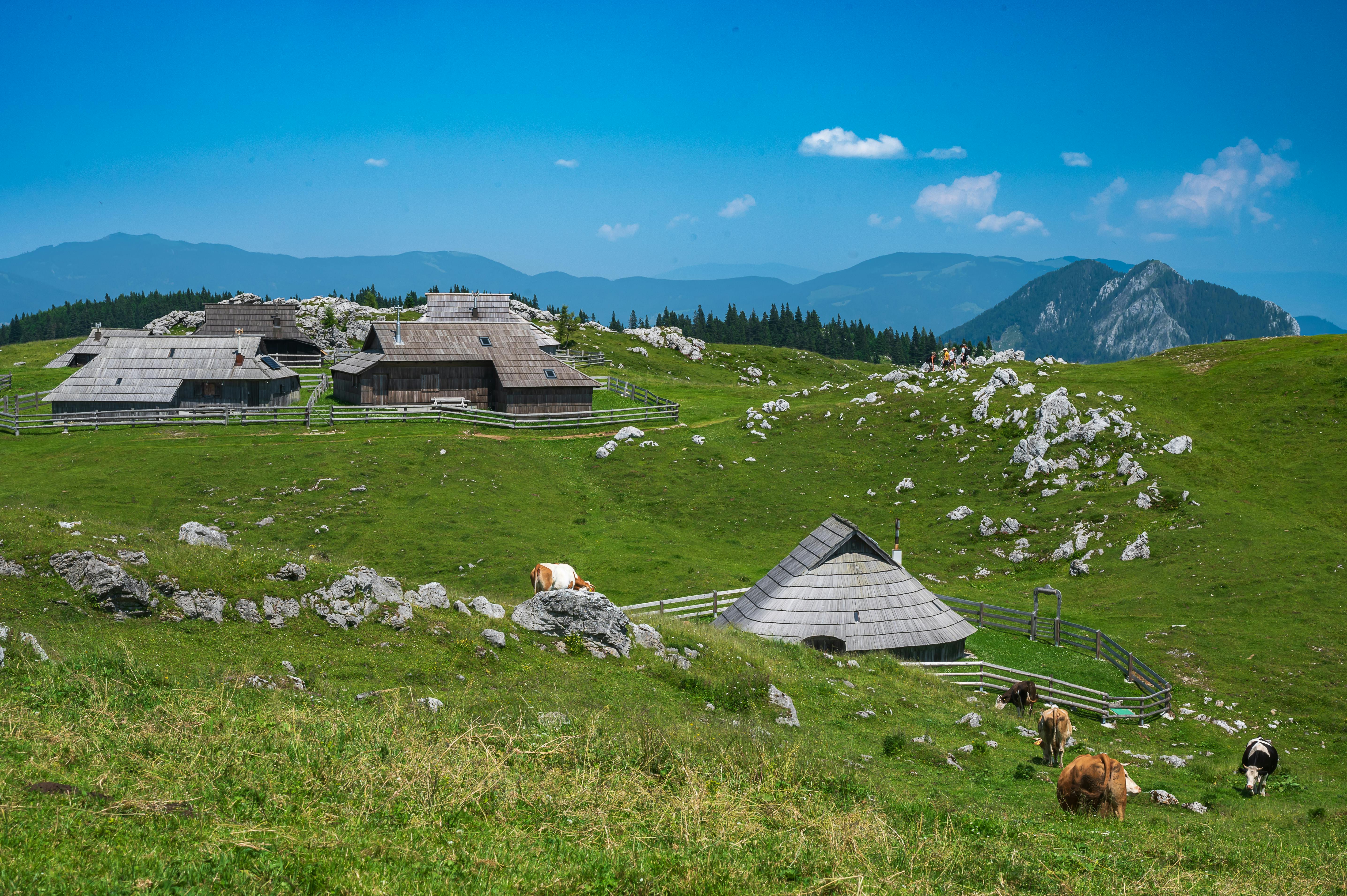 Wooden Huts on a Field · Free Stock Photo