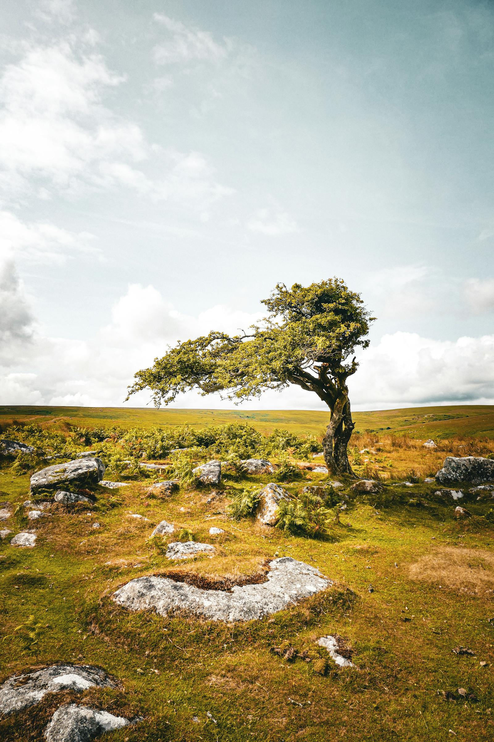 Plain Tree Photos, Download The BEST Free Plain Tree Stock Photos & HD ...