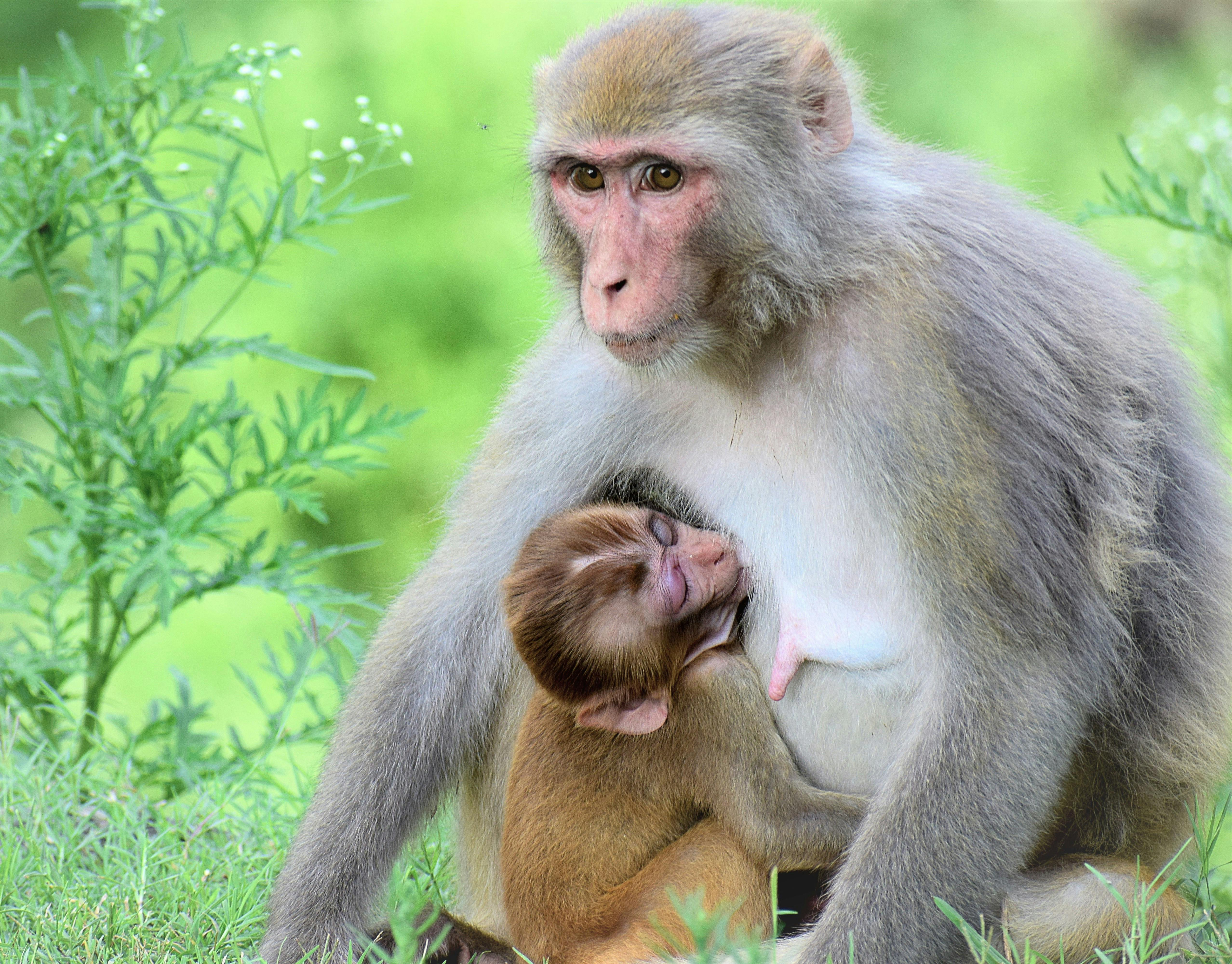 Monkeys Sitting All Over a Man in the Jungle · Free Stock Photo