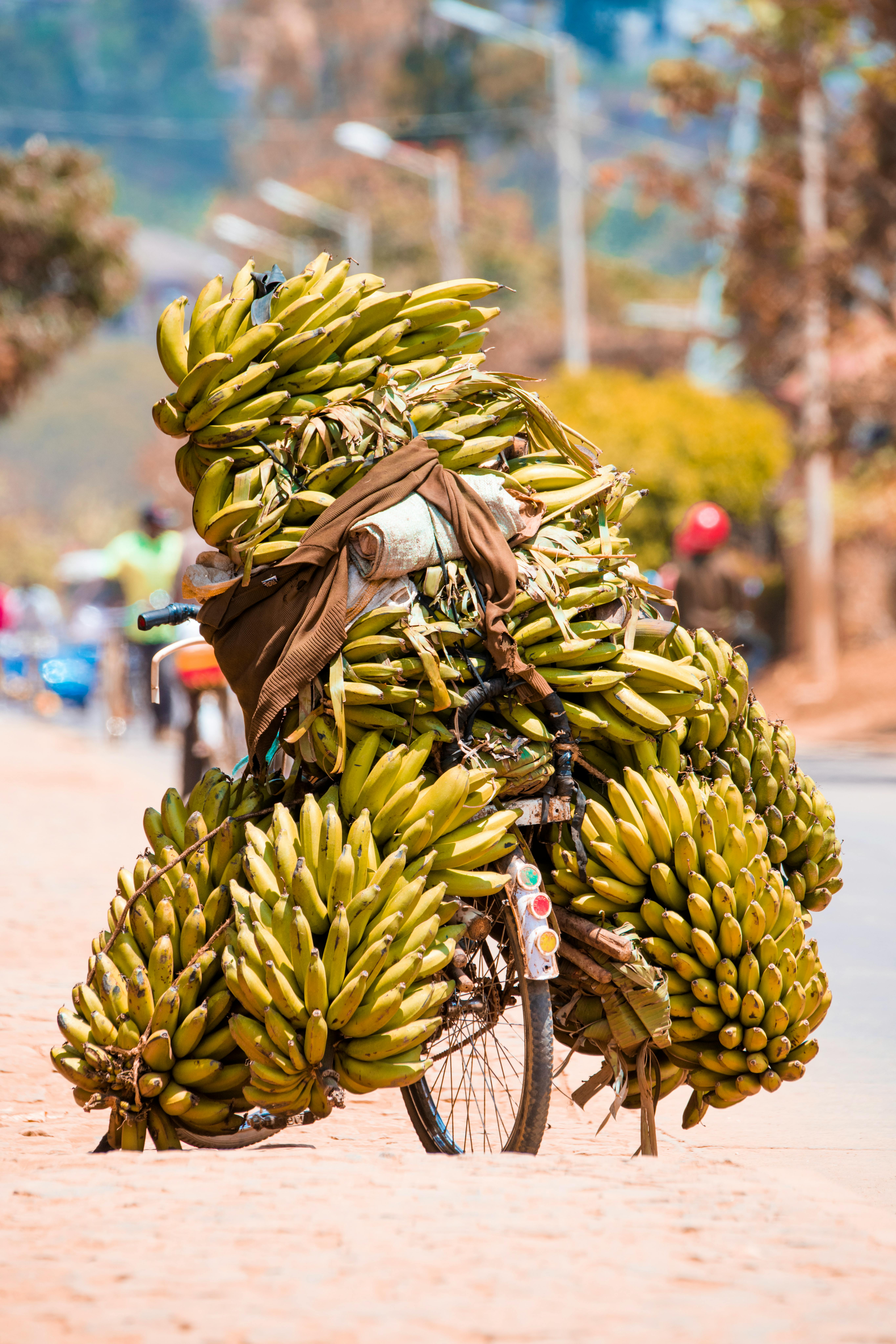 Load of Bananas on a Bicycle · Free Stock Photo