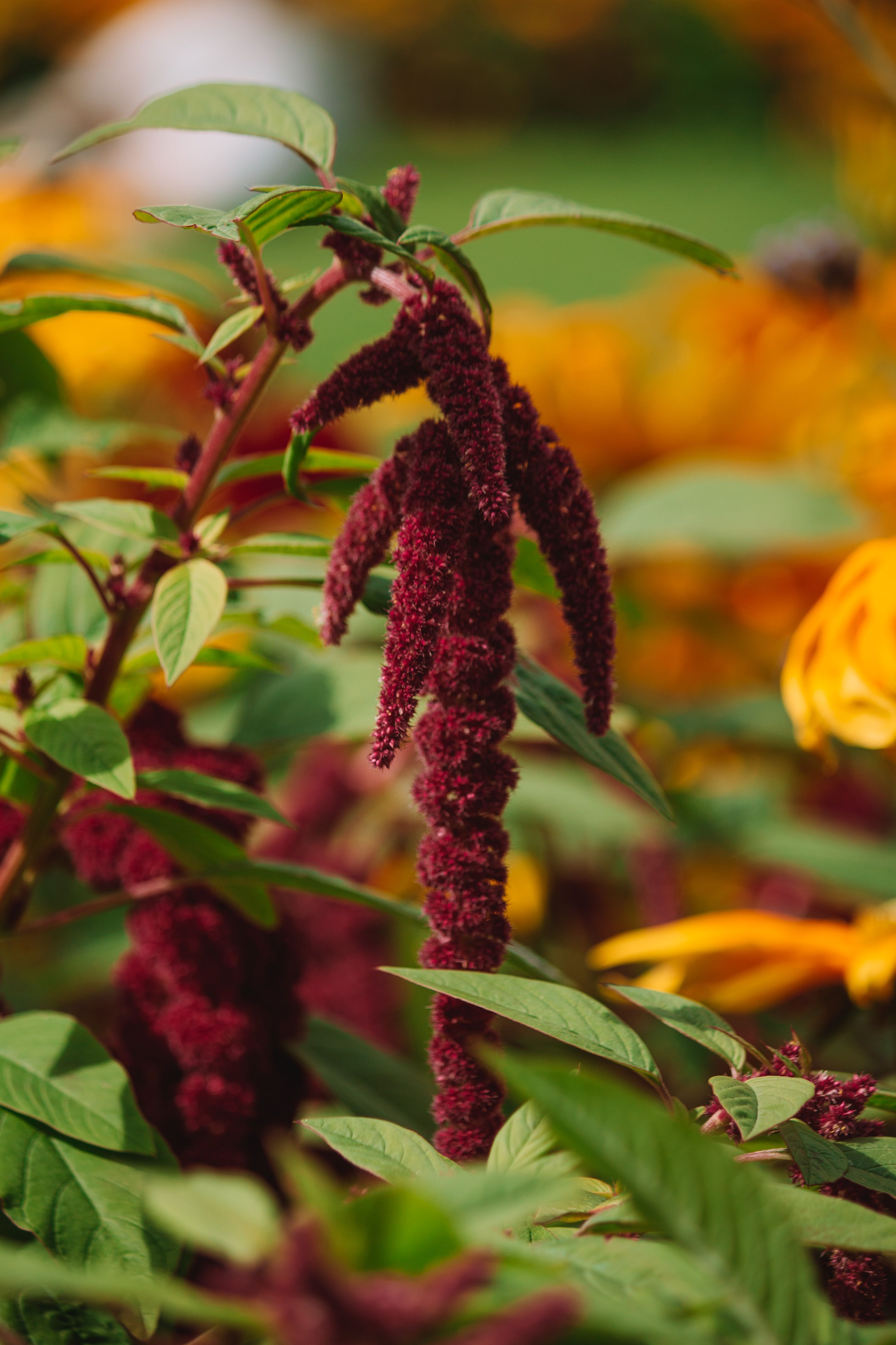 Foto de stock gratuita sobre amaranthus, amaranto, de cerca, enfoque ...