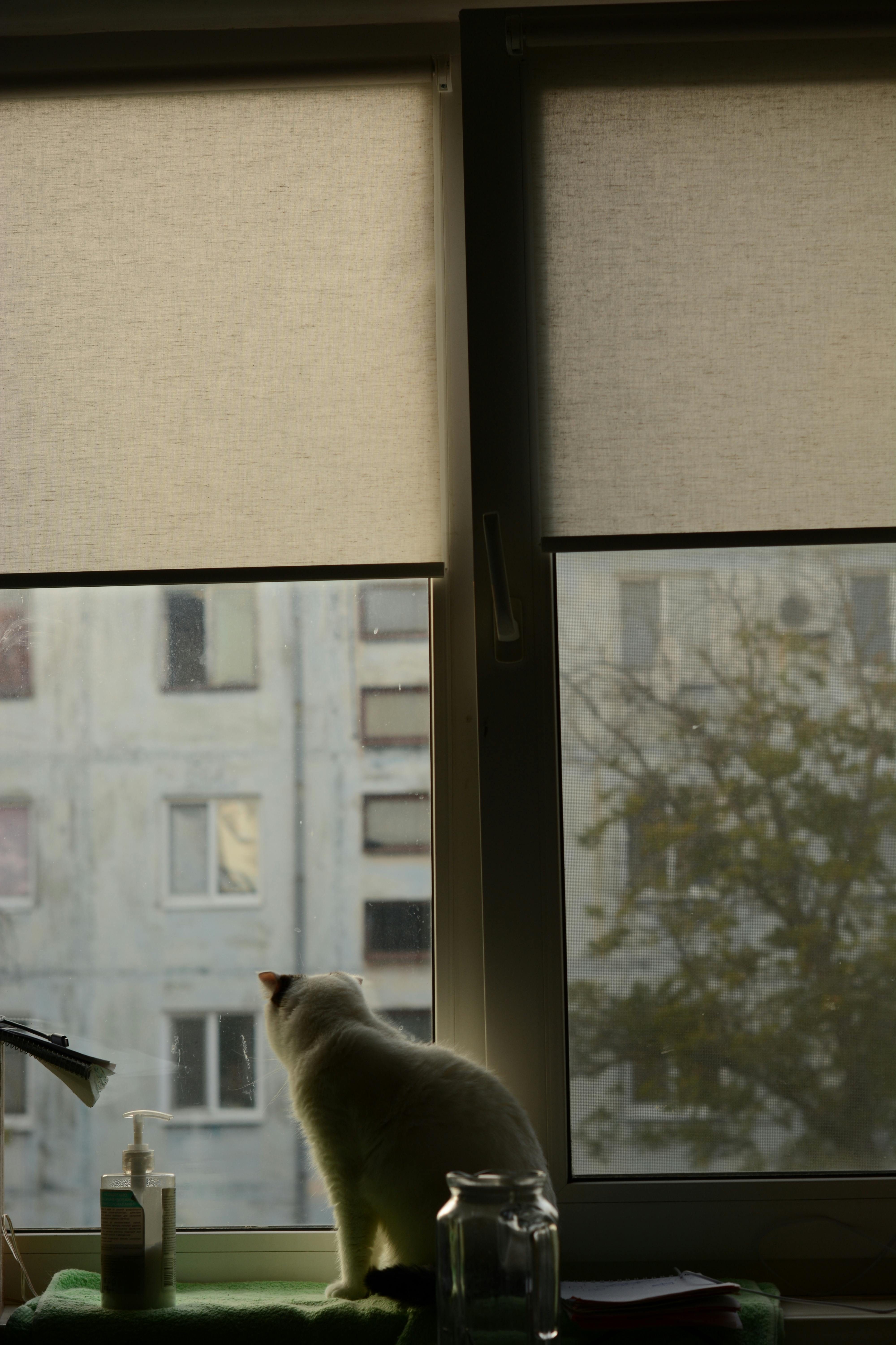 Animated Windows Backgrpunds Photos, Download The BEST Free Animated ...