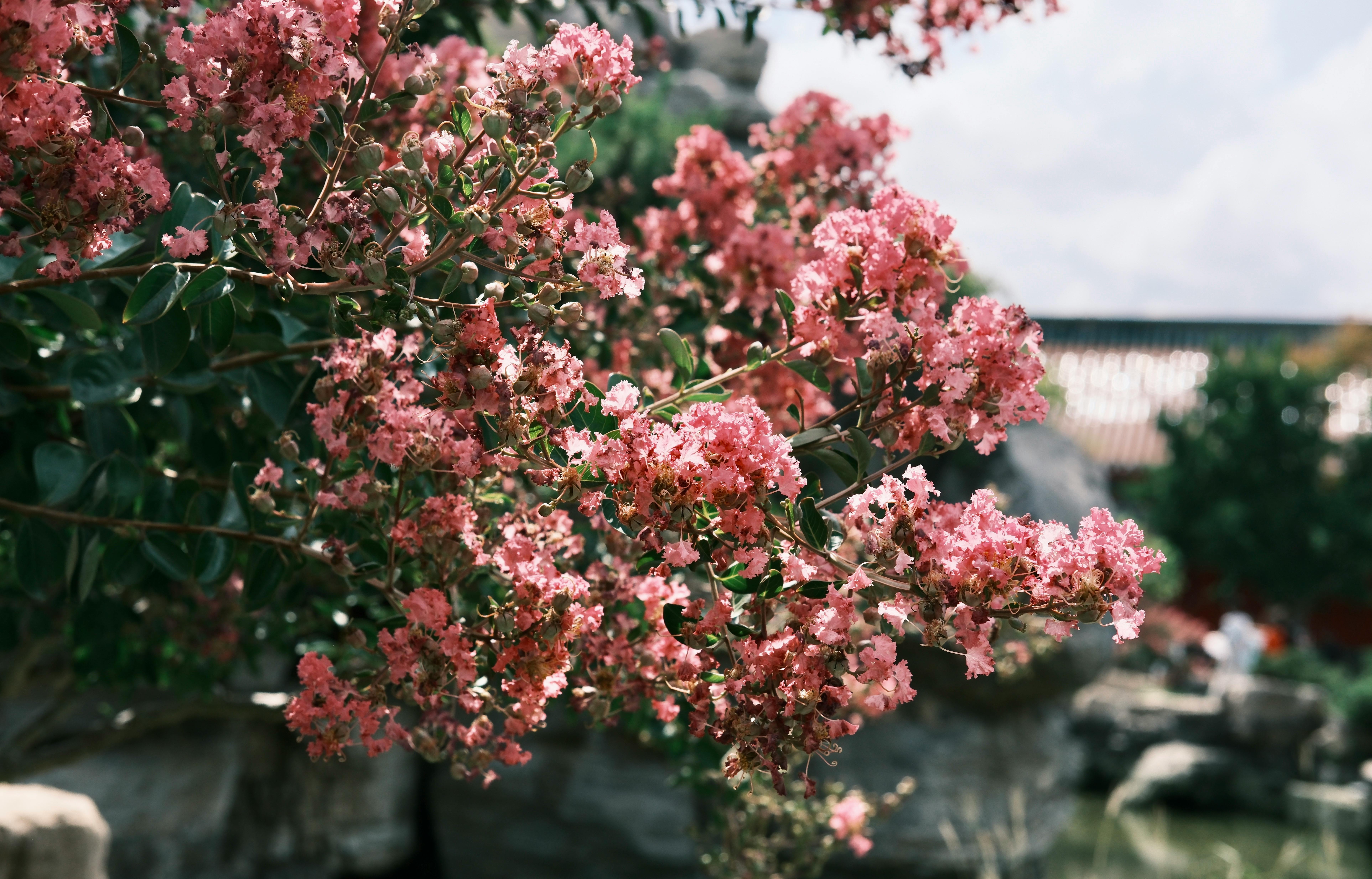 Pink Flowers in Garden · Free Stock Photo