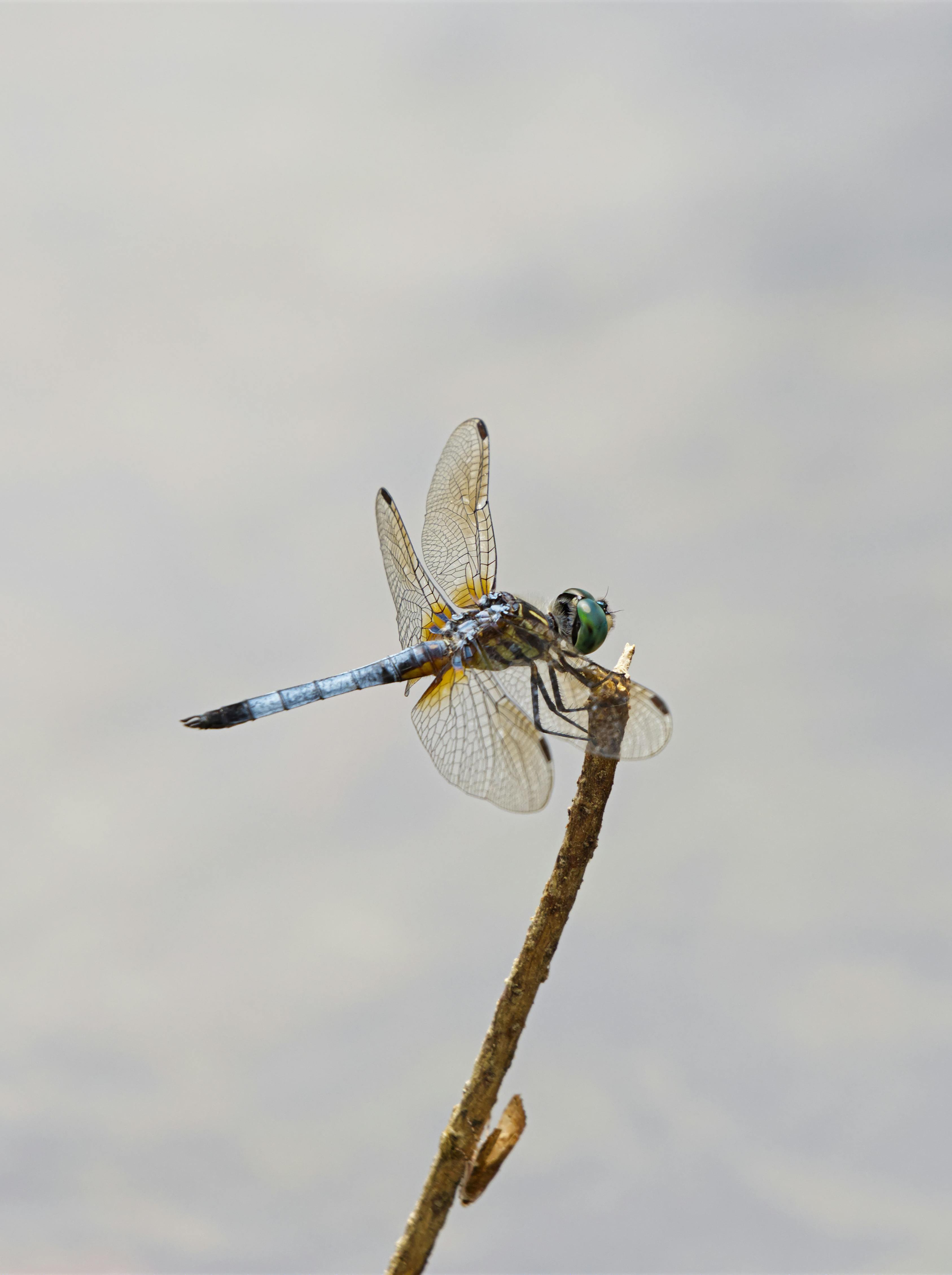Dragonfly Perching on Wood · Free Stock Photo
