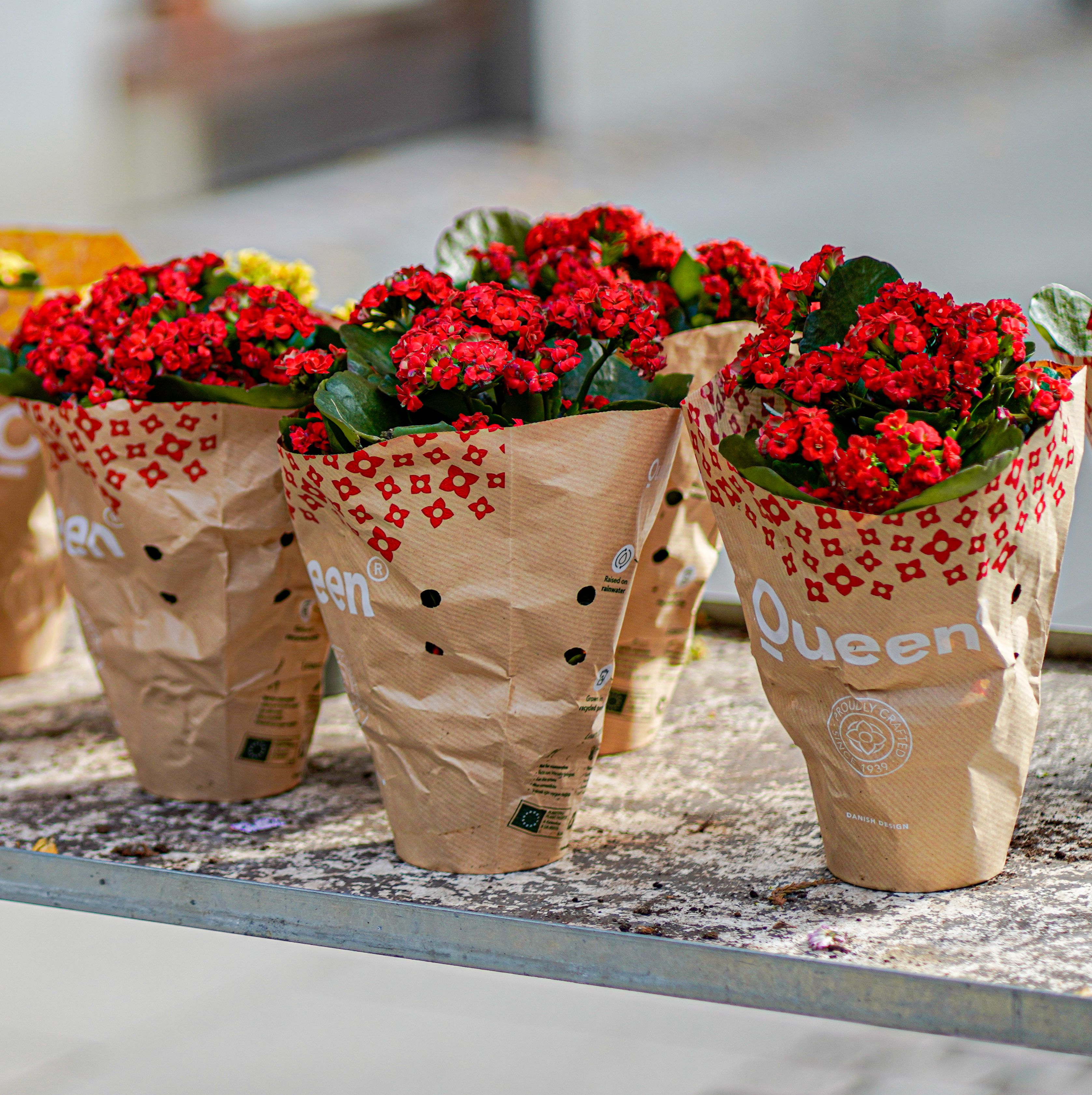 Nice Wall Paper For Laptop Display With Beautiful Kalanchoe Flower ...