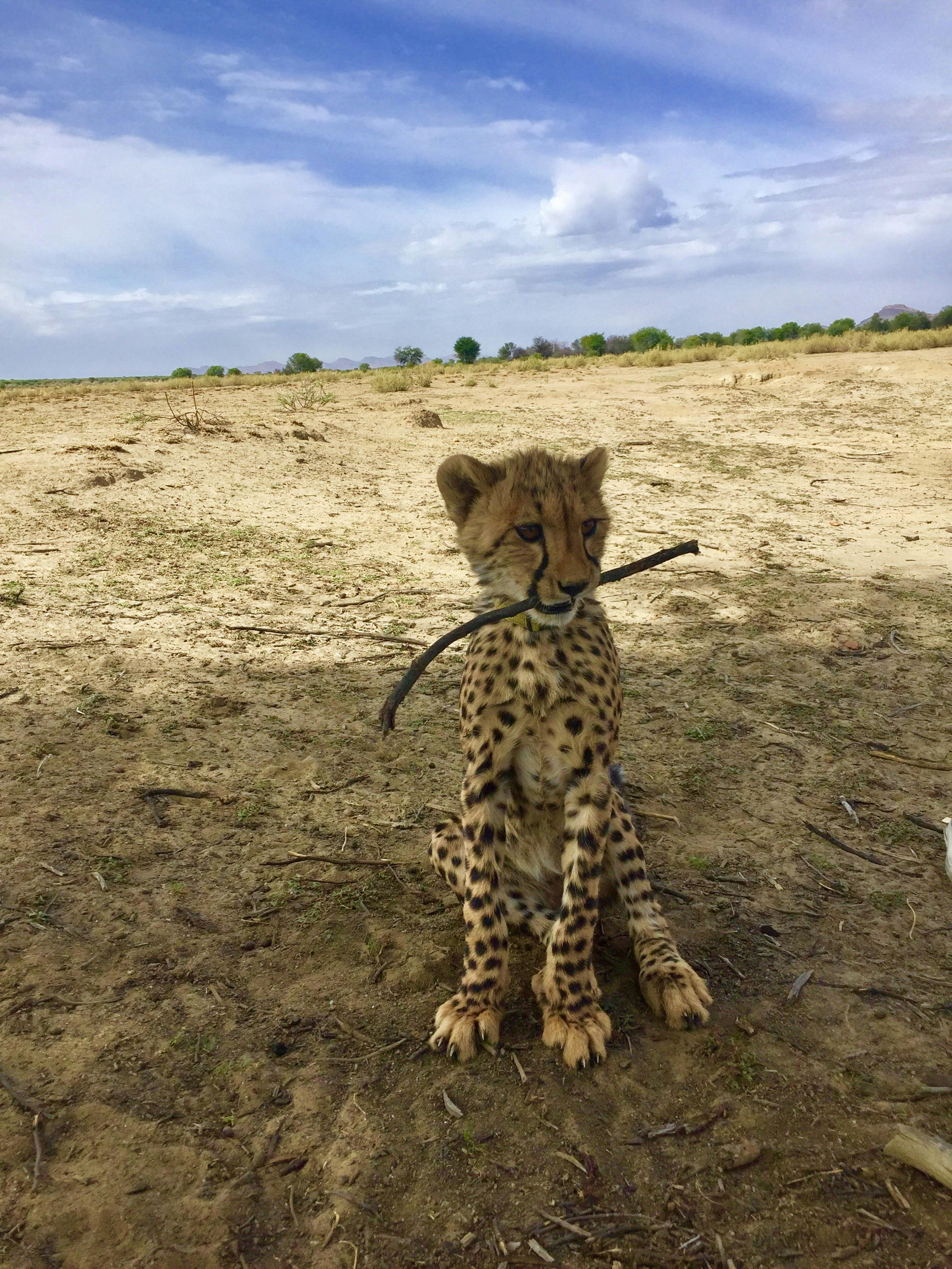 Cheetah with Wooden Stick · Free Stock Photo