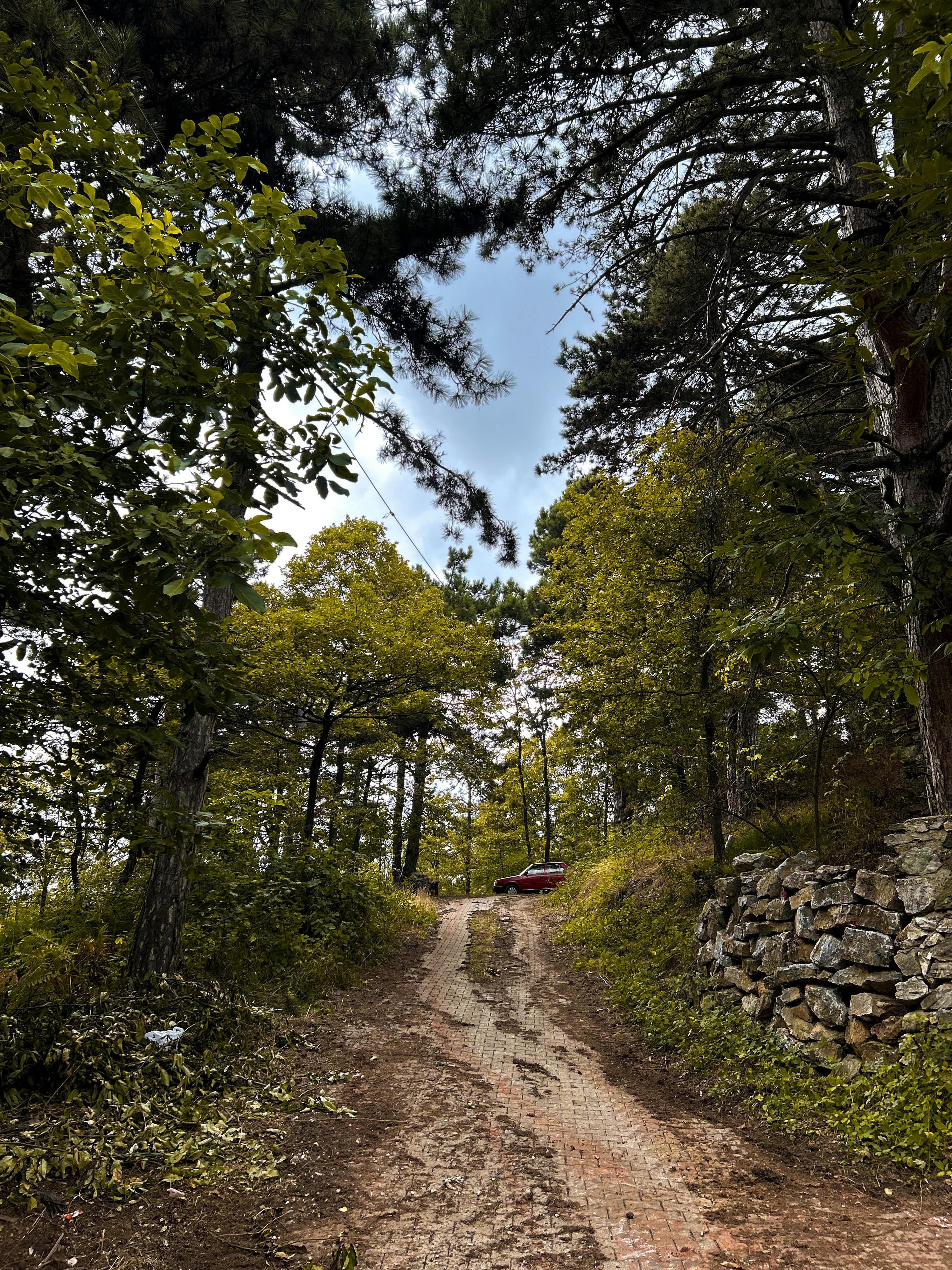 Dirt Road in Deep Forest · Free Stock Photo