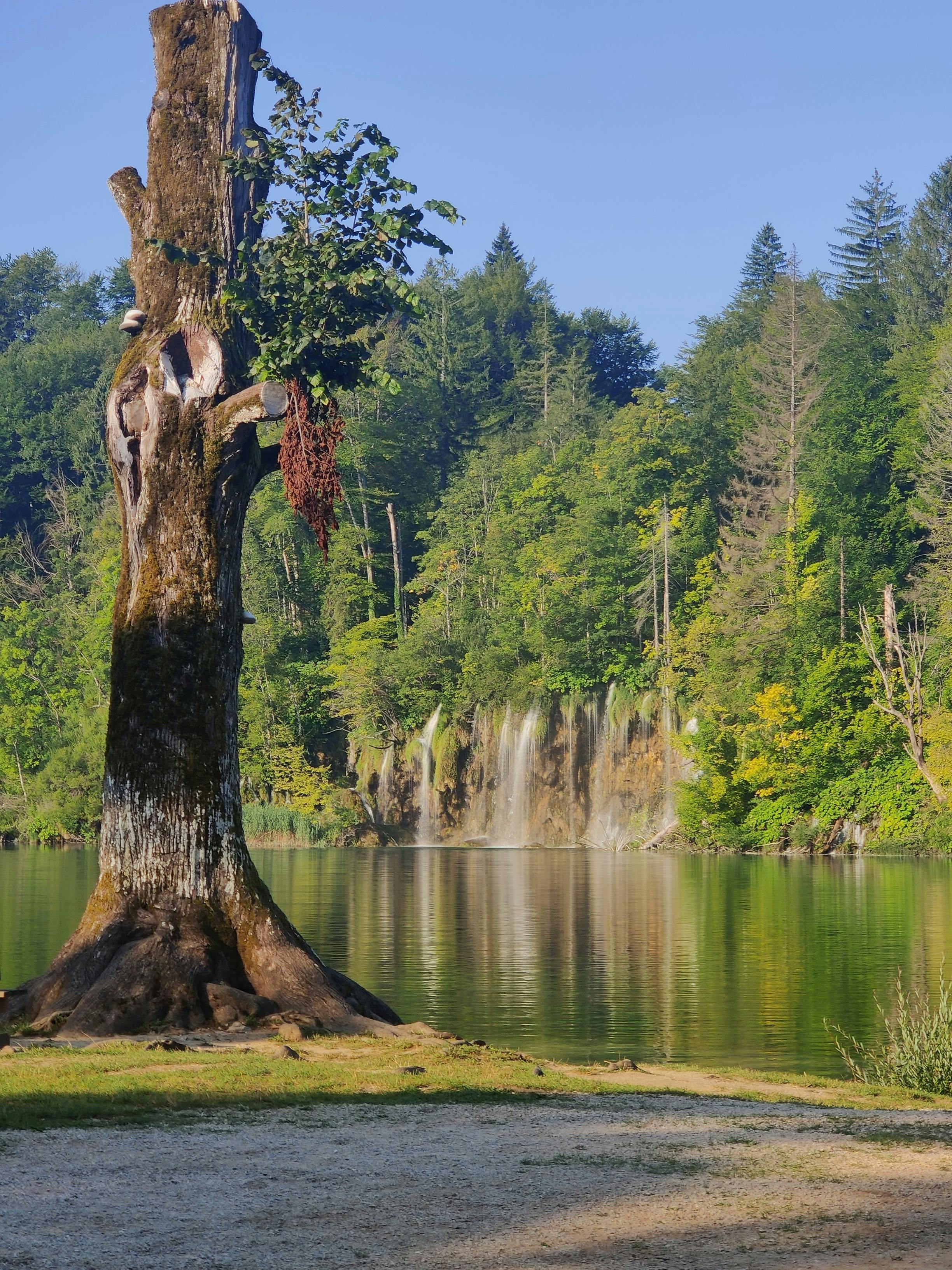 Tree Trunk on River Bank near Green Forest · Free Stock Photo
