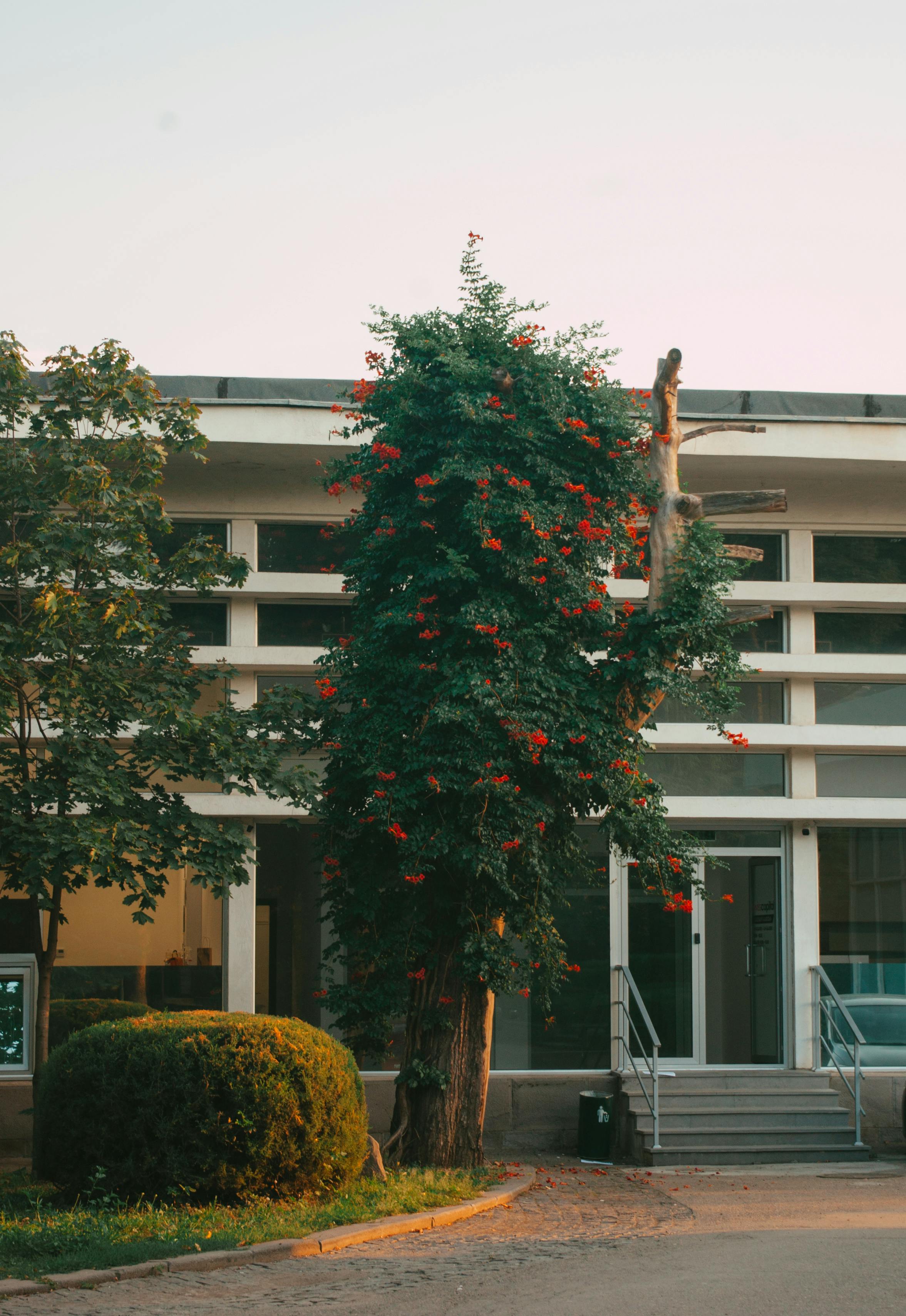 Blooming Tree near Building Facade · Free Stock Photo