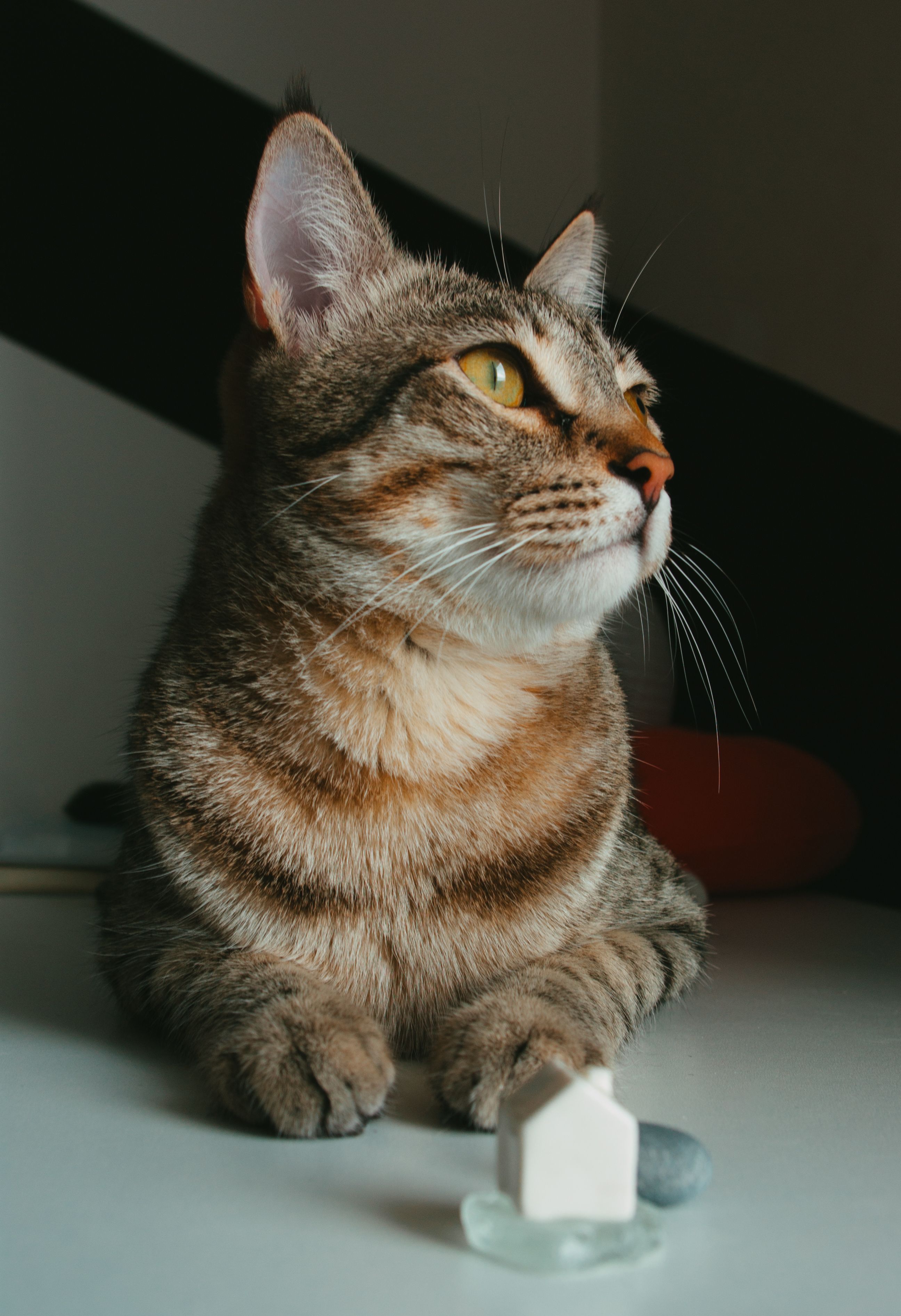 Fat Fluffy Black Cat · Free Stock Photo