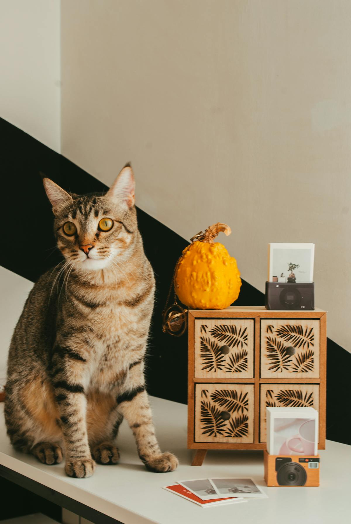 Fall Decorations Photos, Download The BEST Free Fall Decorations Stock ...