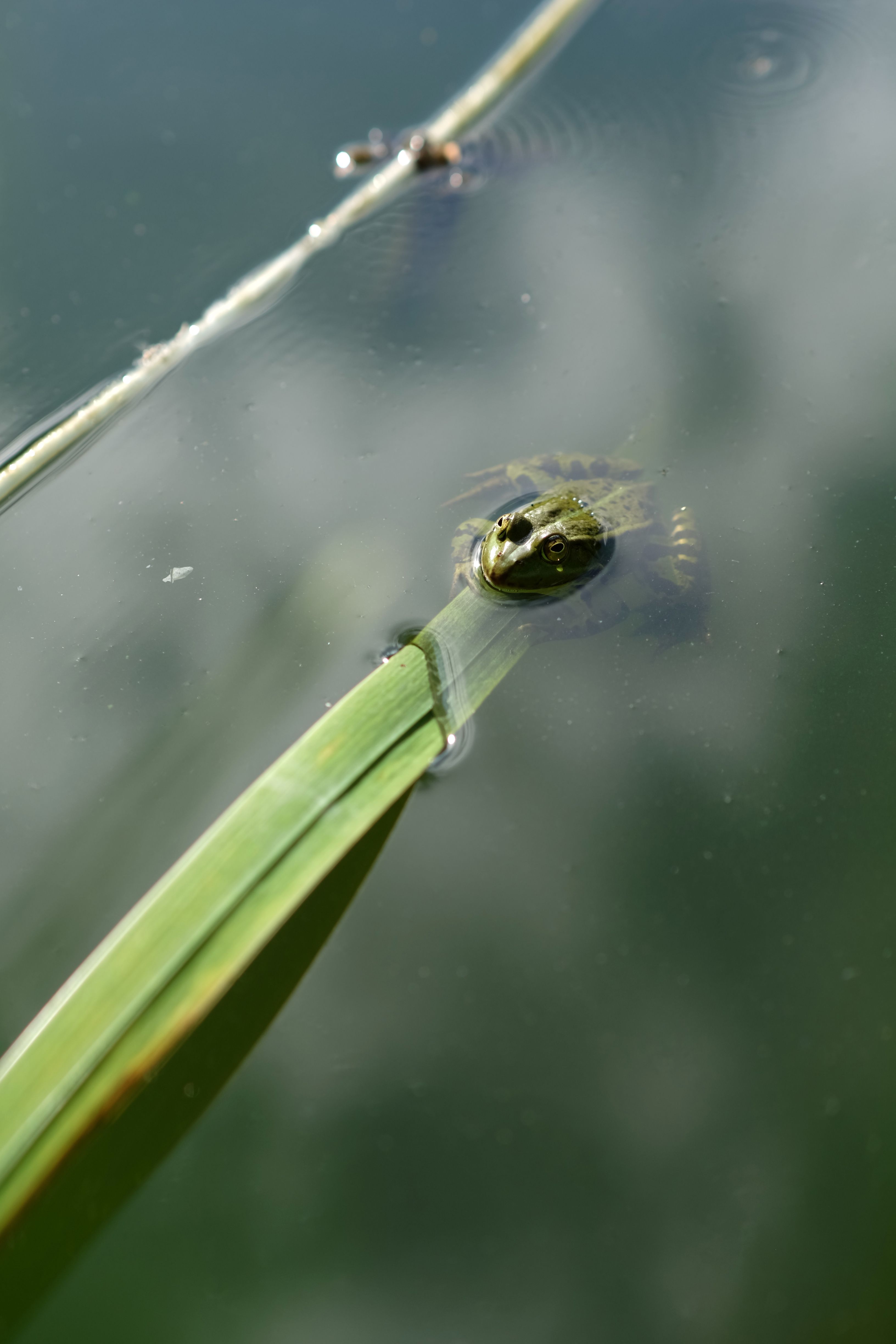 Underwater Gif Loop Photos, Download The BEST Free Underwater Gif Loop ...