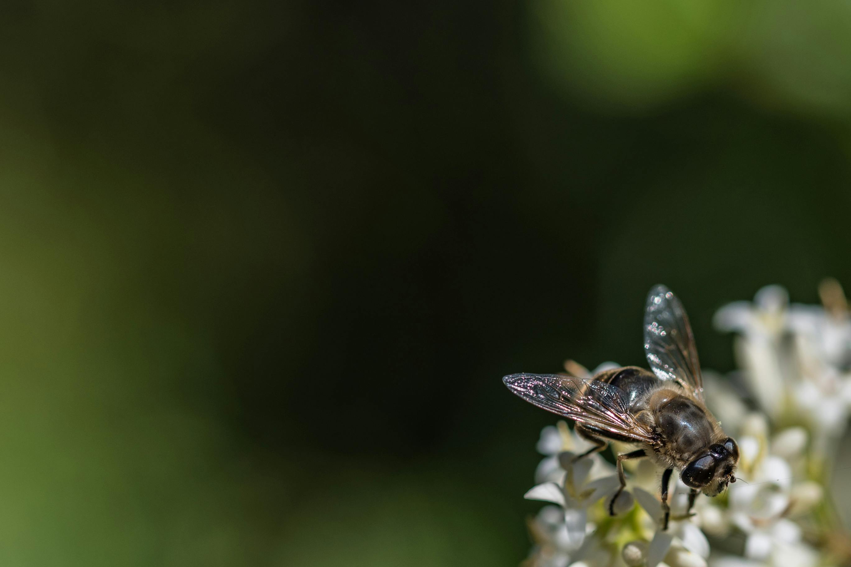 Close-up Photography of Brown Hoverfly Perching on White Daisy Flower ...