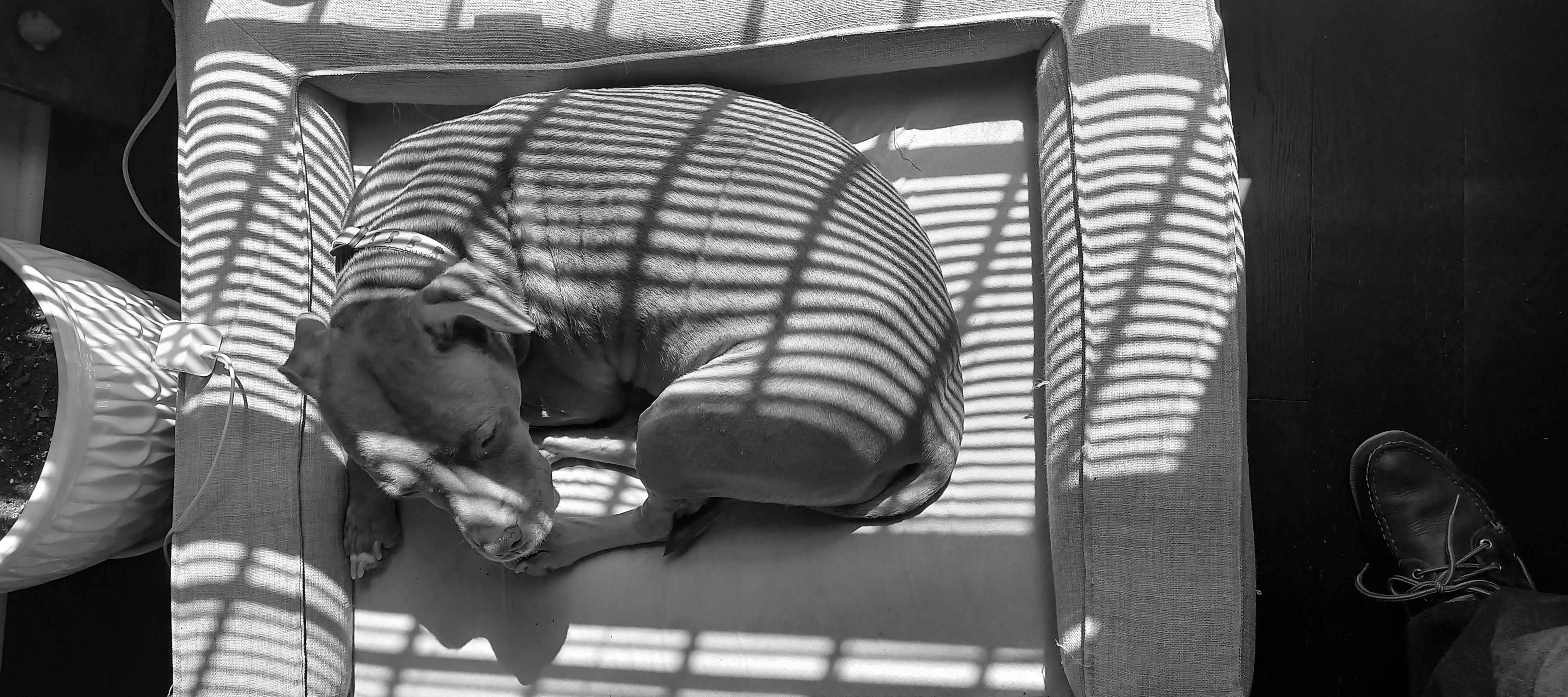 omar william david williams - Photography