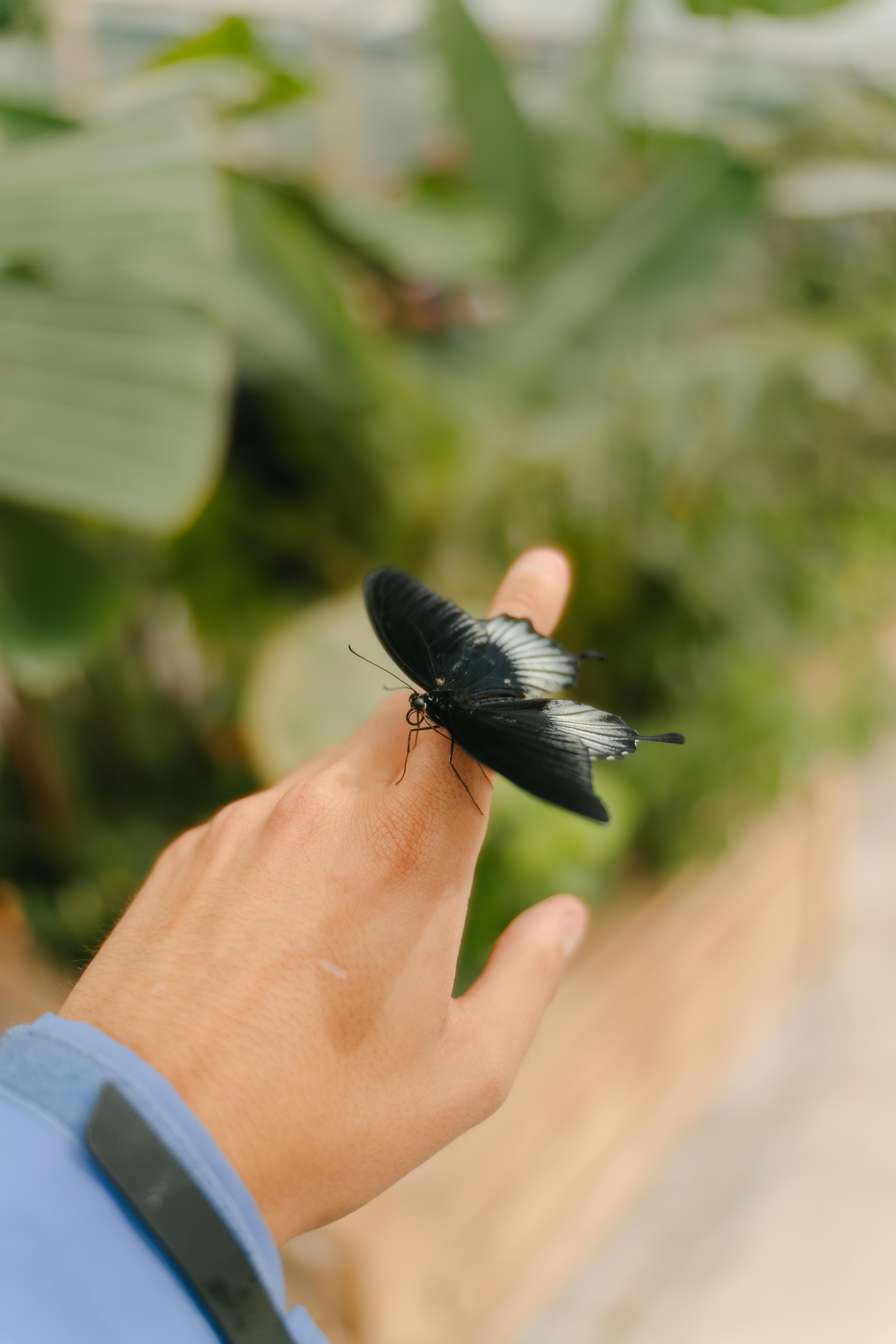 Butterfly on Human Hand · Free Stock Photo