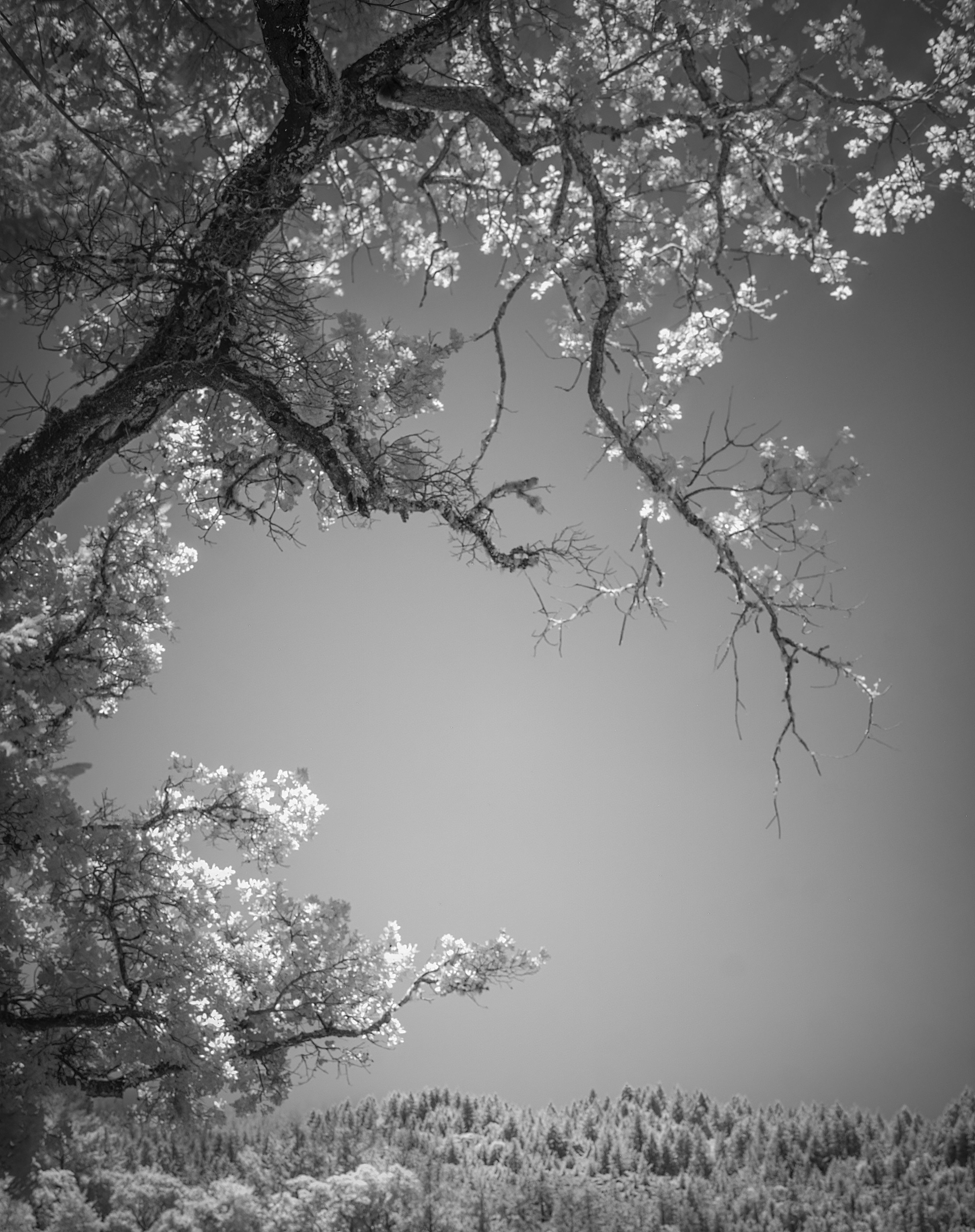 Rabbit In Forest Background Photos, Download The BEST Free Rabbit In ...