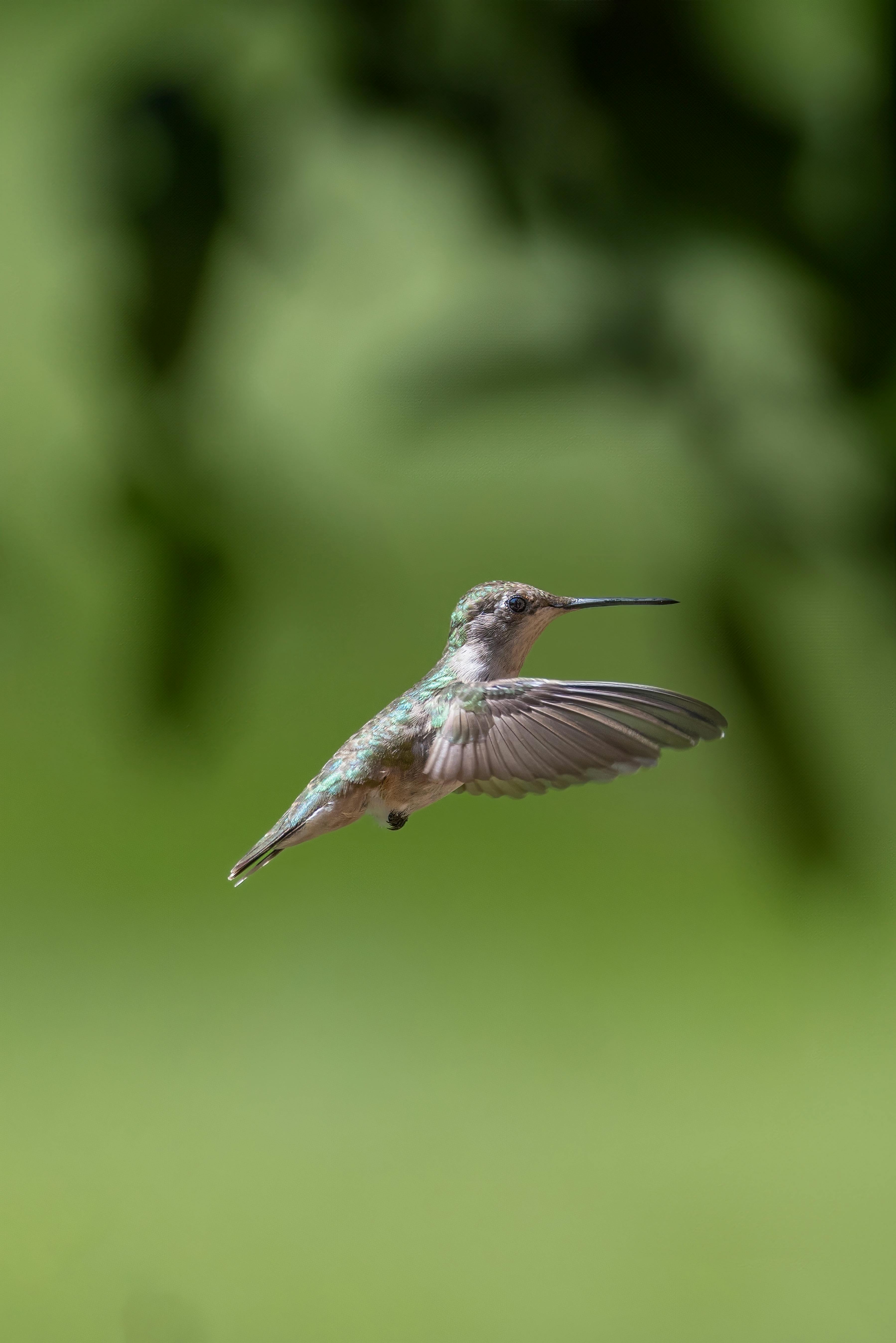 Small Bird Flying Photos, Download The BEST Free Small Bird Flying ...