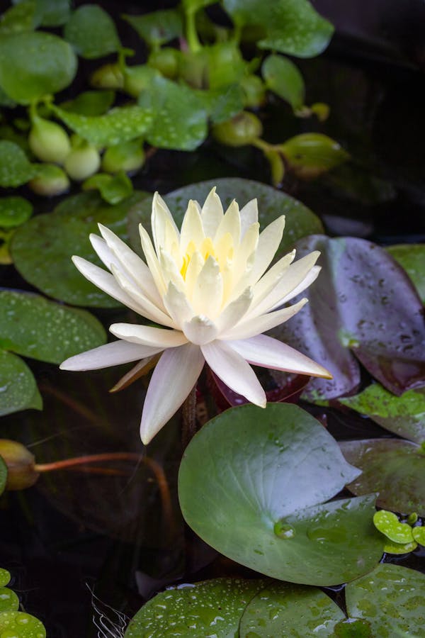 White Nature Photos, Download The BEST Free White Nature Stock Photos ...