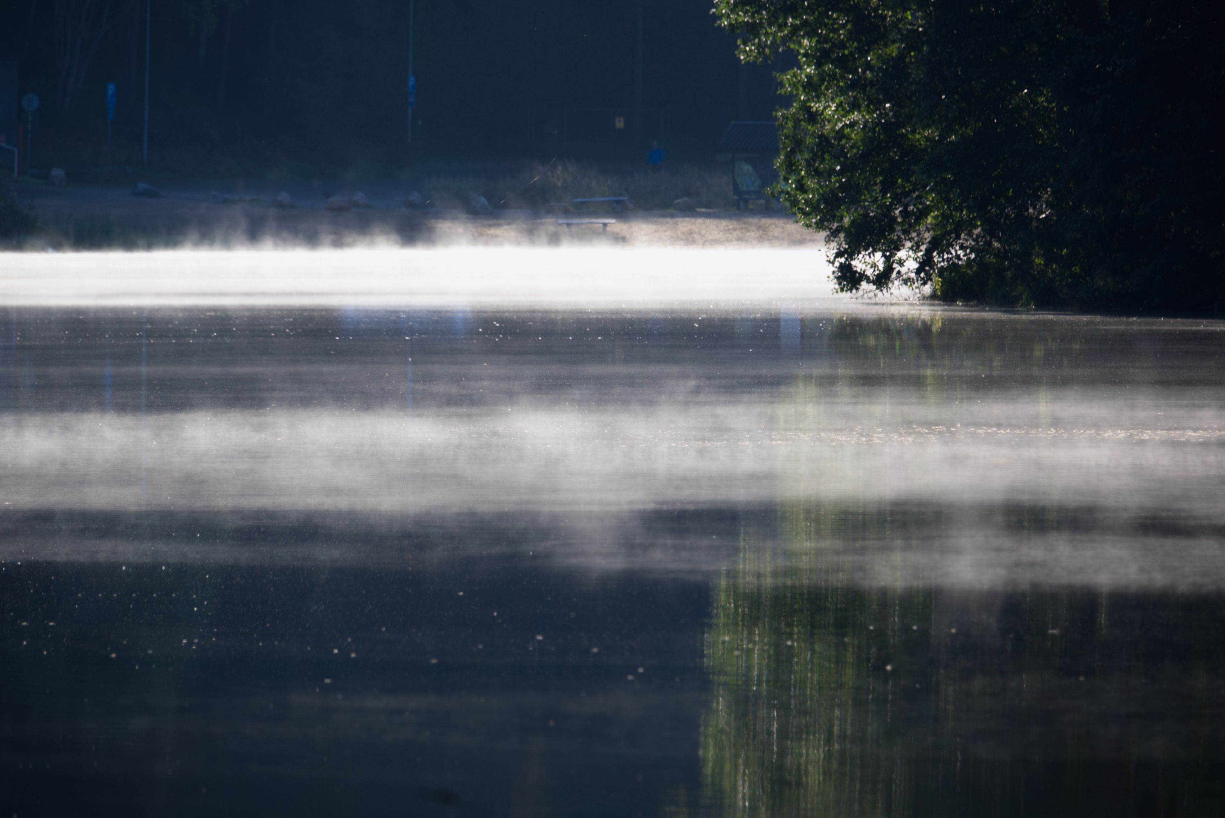 Photo of Two White Ducks on Water during Fog · Free Stock Photo