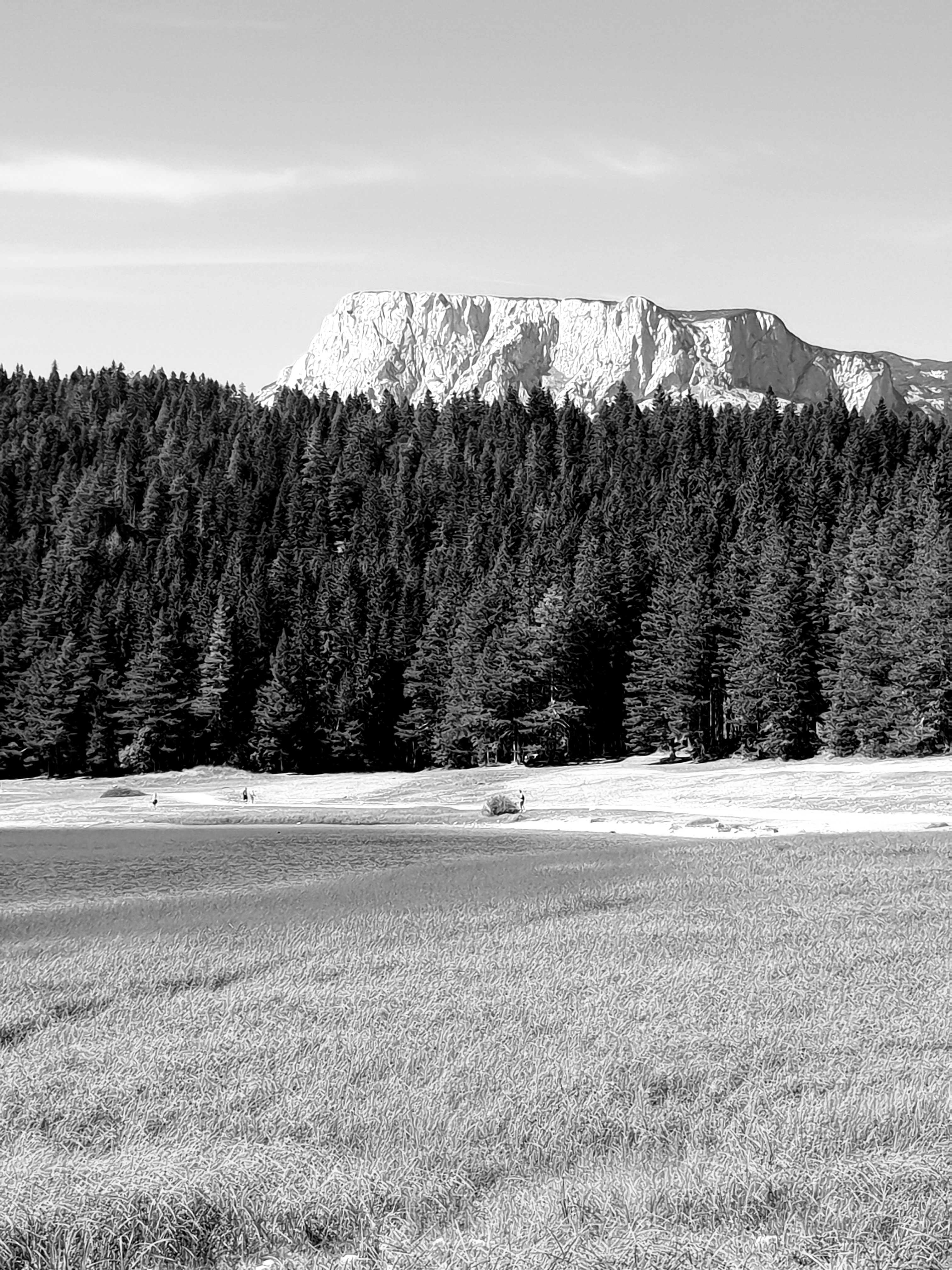 Dense Spruce Forest near Mountain · Free Stock Photo