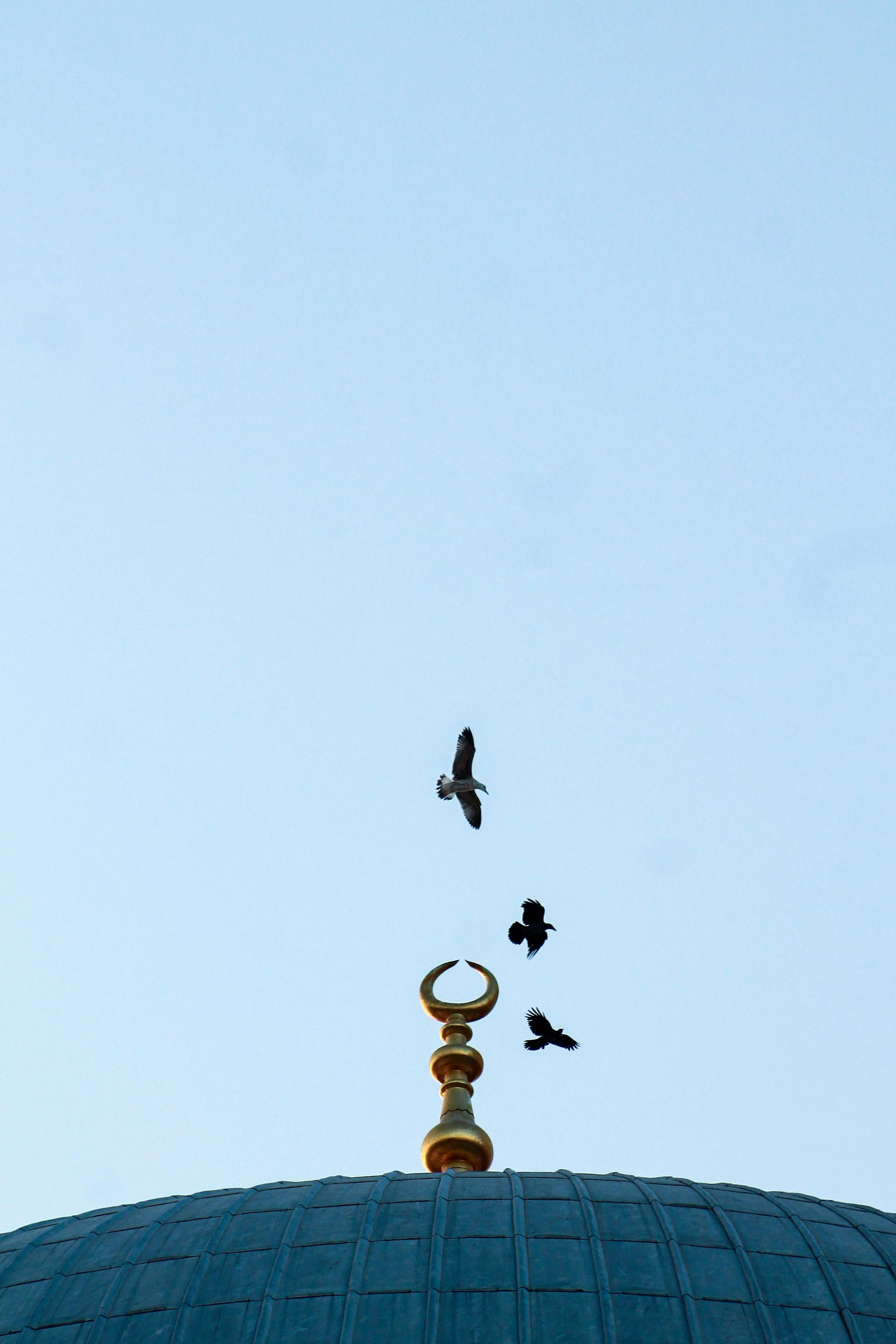 Birds Above Mosque Photos, Download The BEST Free Birds Above Mosque ...