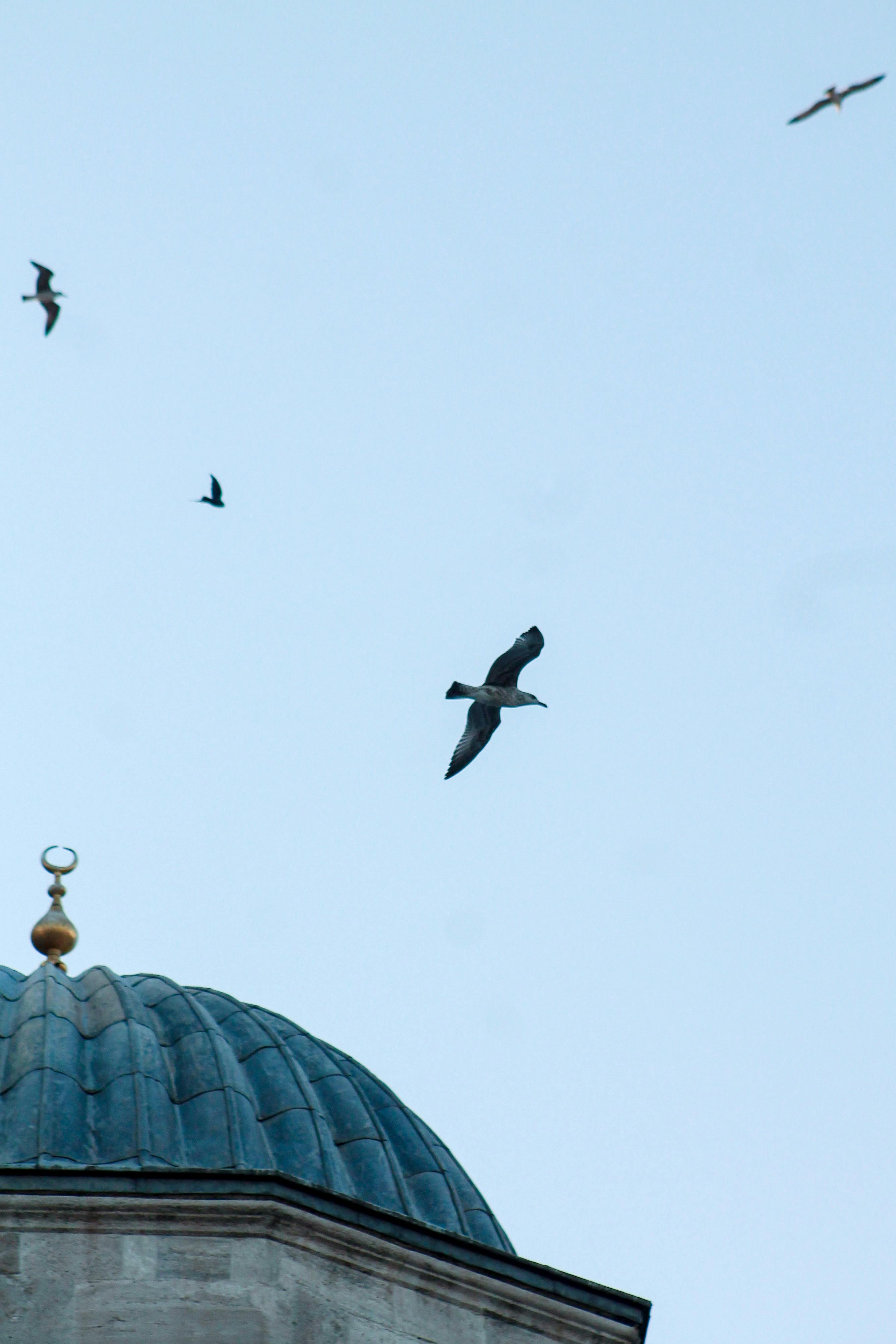 Birds Flying Above a Building · Free Stock Photo