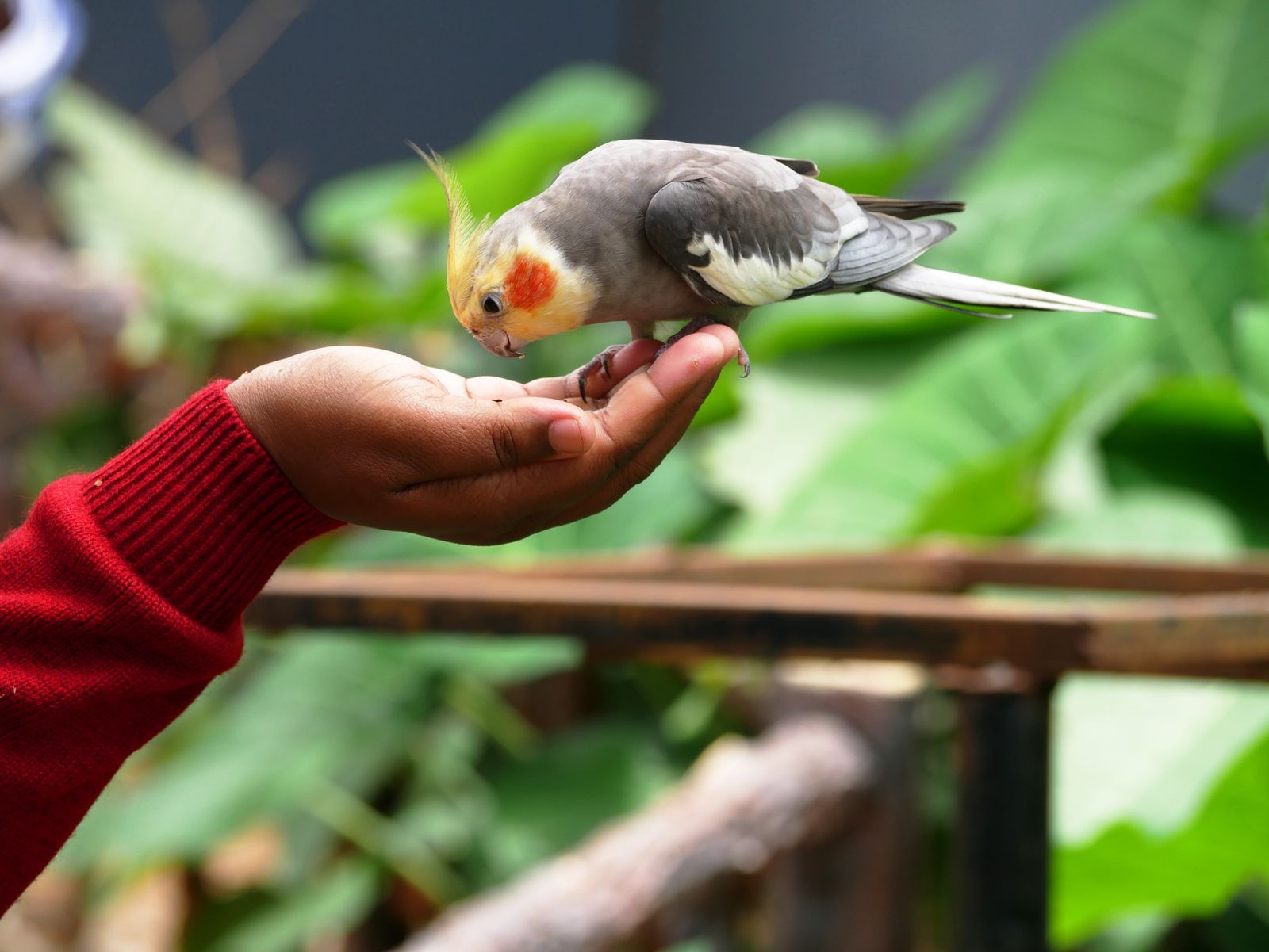 Cockatiel Bird Photos, Download The BEST Free Cockatiel Bird Stock ...