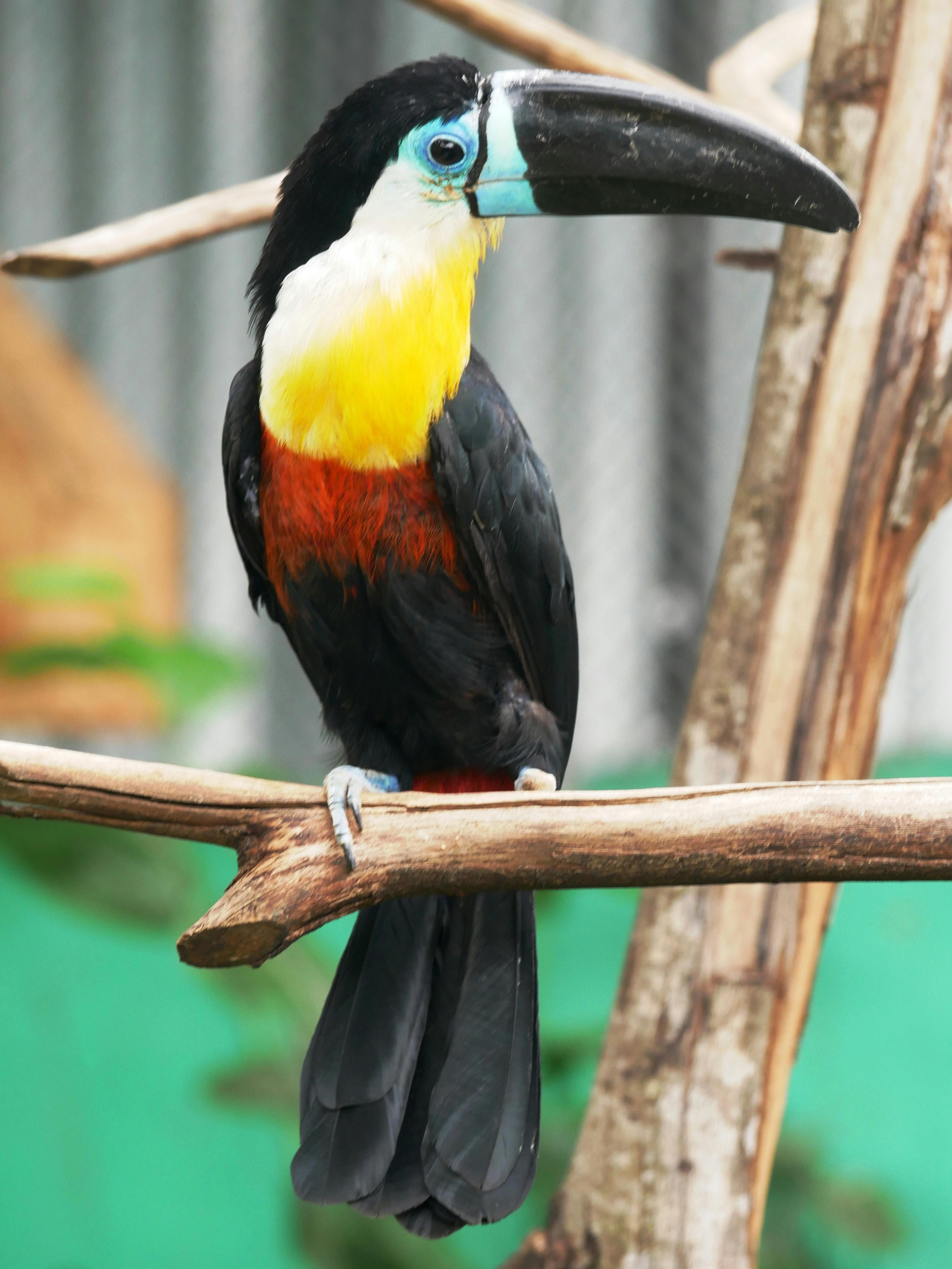 Perched Toco Toucan Bird · Free Stock Photo