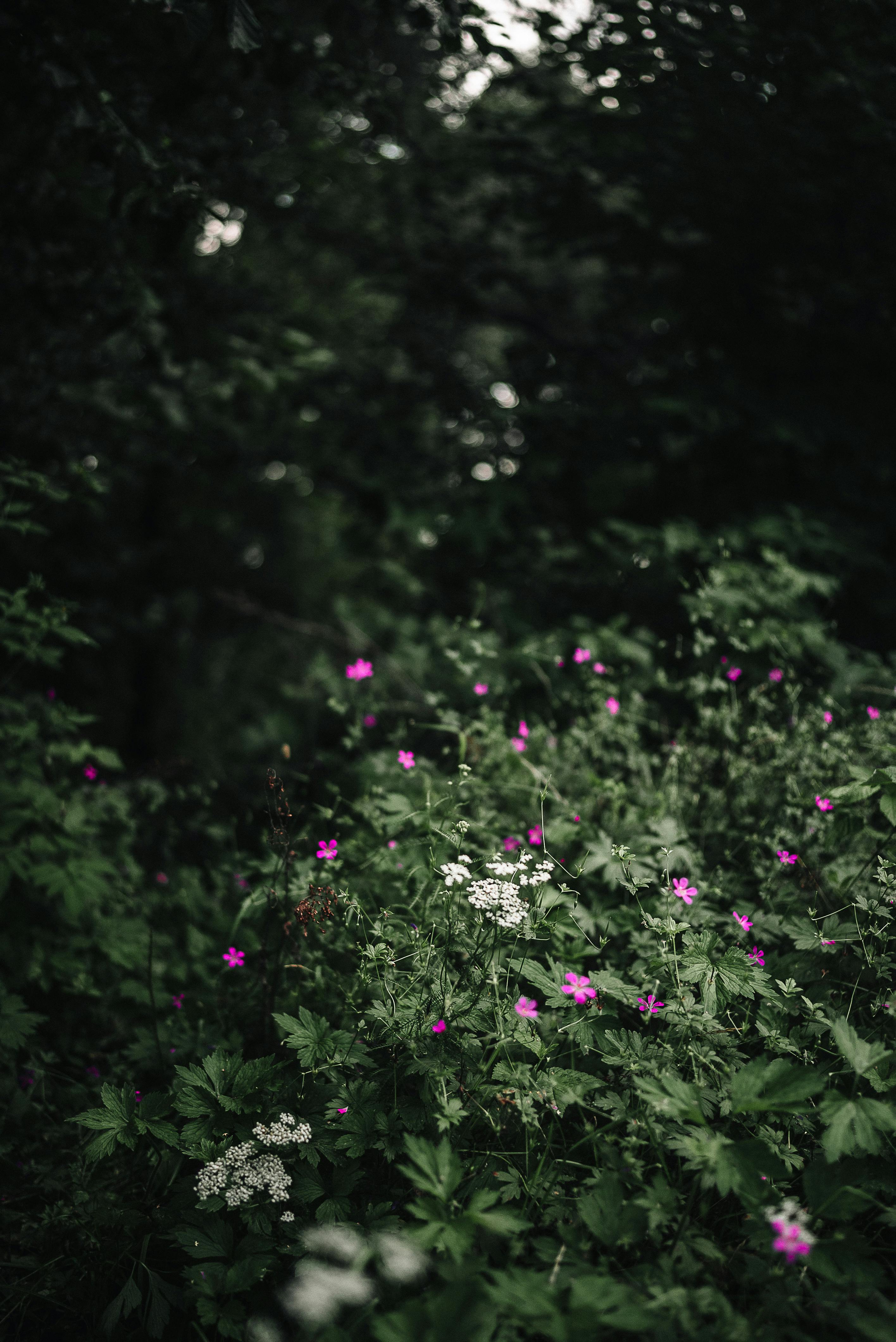 Shrub Stage Photos, Download The BEST Free Shrub Stage Stock Photos ...