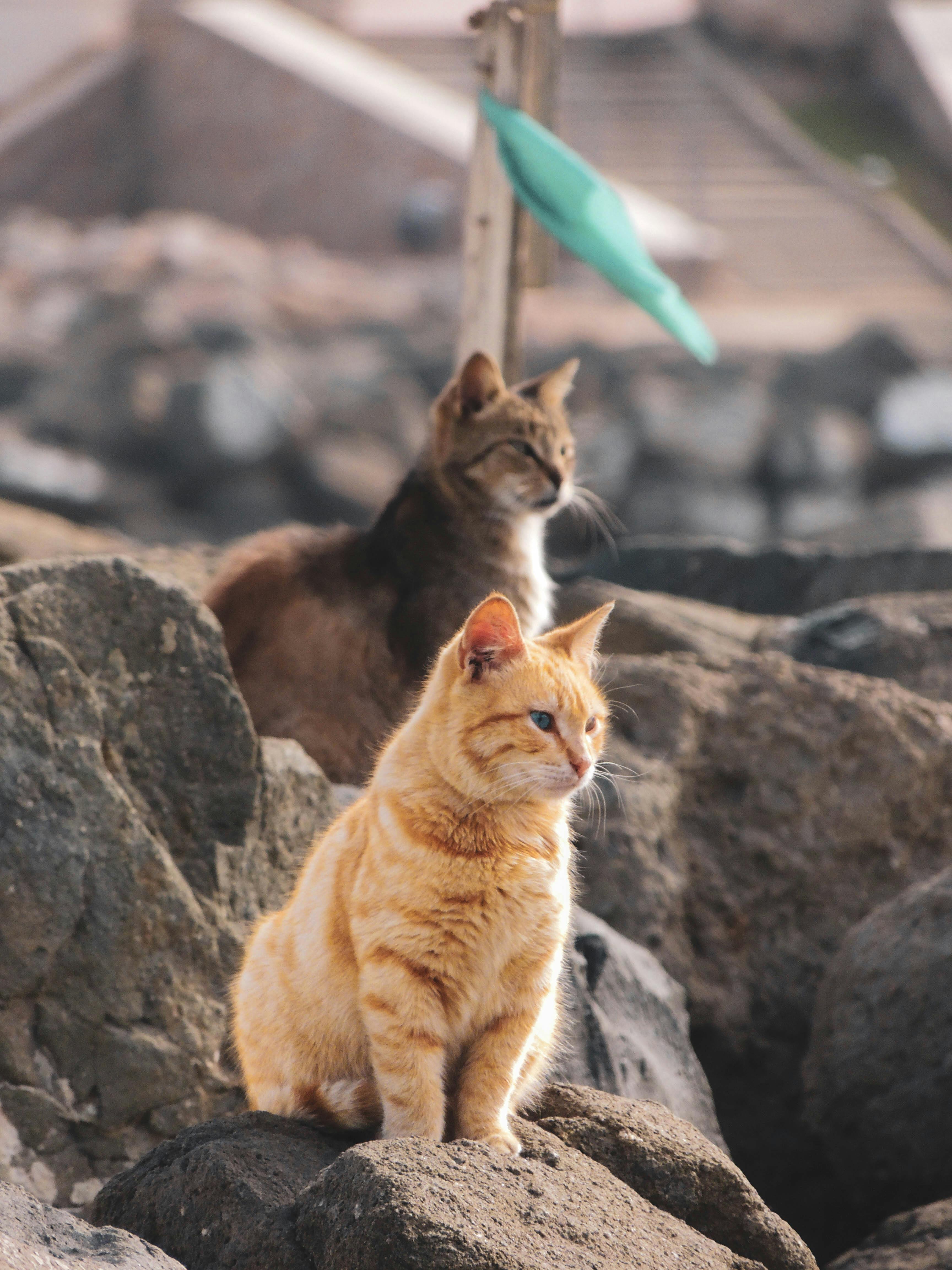 Cats on Rocks · Free Stock Photo