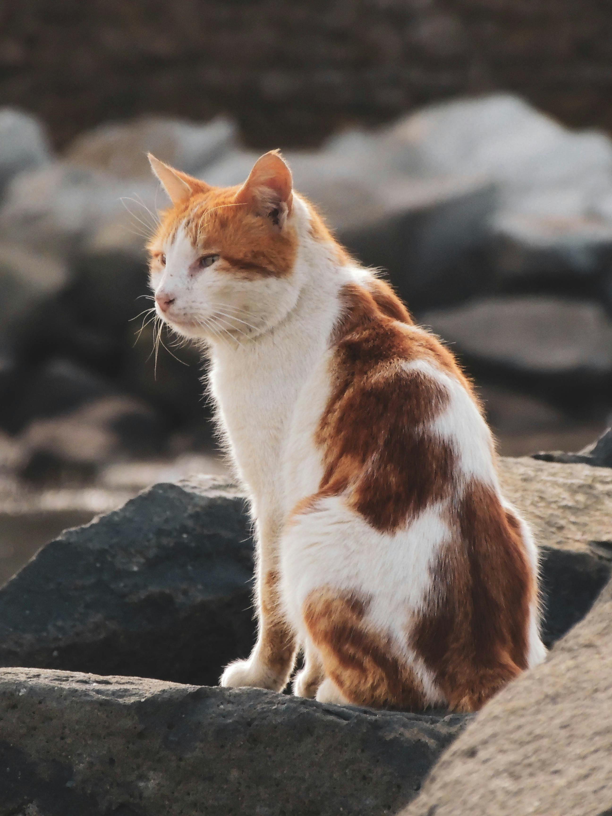 Cat Sitting Photos, Download The BEST Free Cat Sitting Stock Photos ...