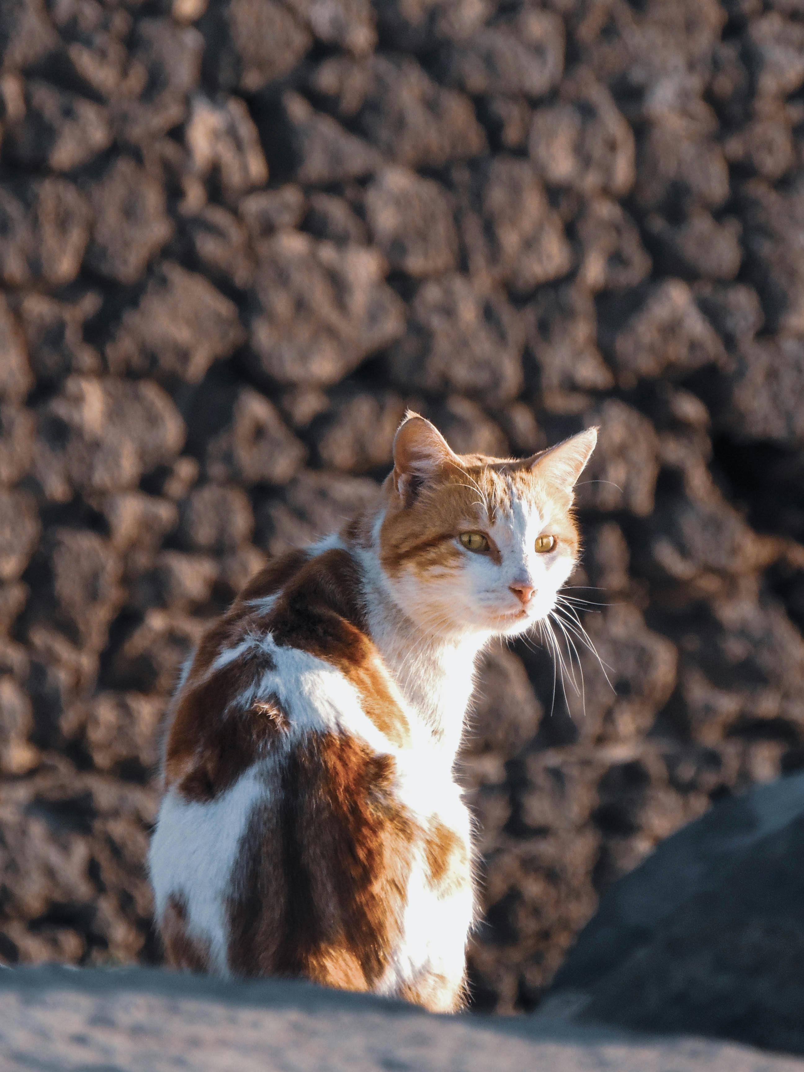 Cat Sitting Photos, Download The BEST Free Cat Sitting Stock Photos ...